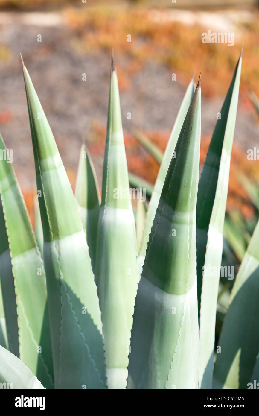 Closeup aloe vera, medicinal plant in his natural environment Stock ...