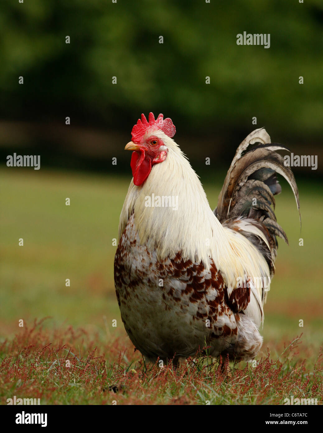 Chicken cockerel hi-res stock photography and images - Alamy