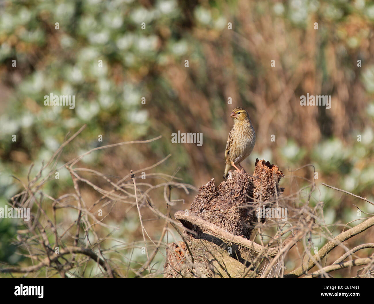 Southern red bishop red bishop hi-res stock photography and images - Alamy