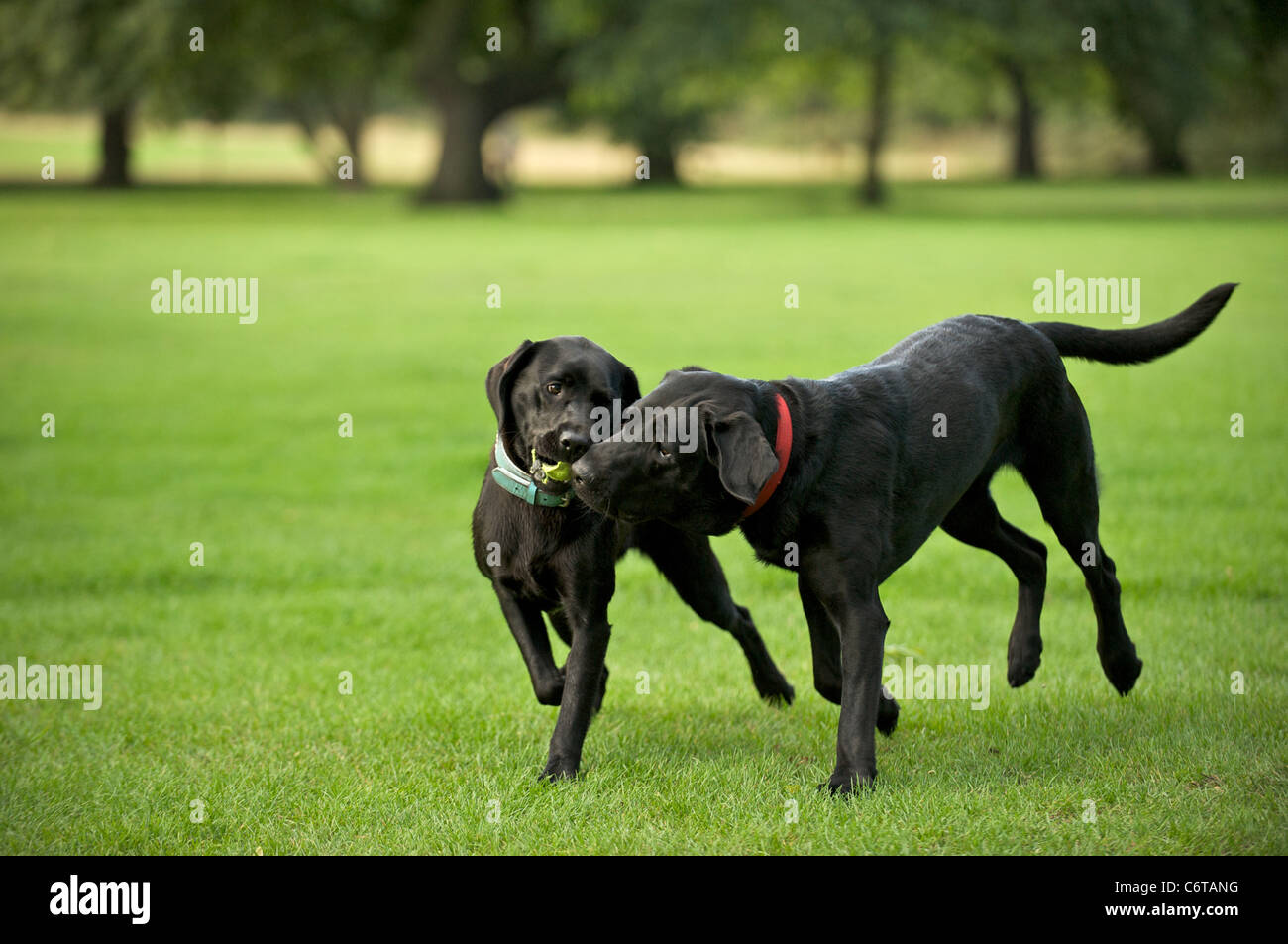 Labrador running ball hi-res stock photography and images - Alamy