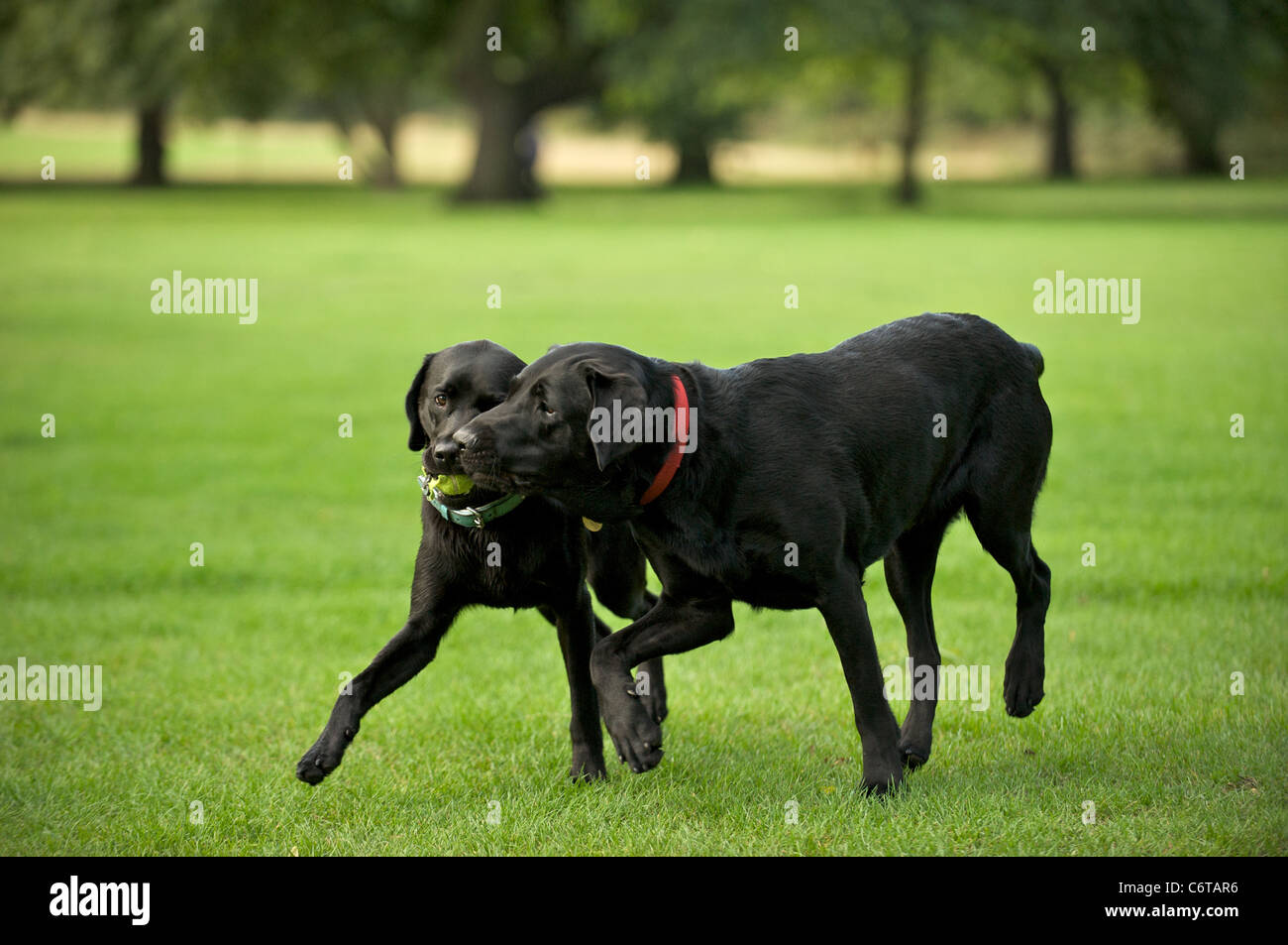 Two Black Labradors playing on the Common Stock Photo - Alamy