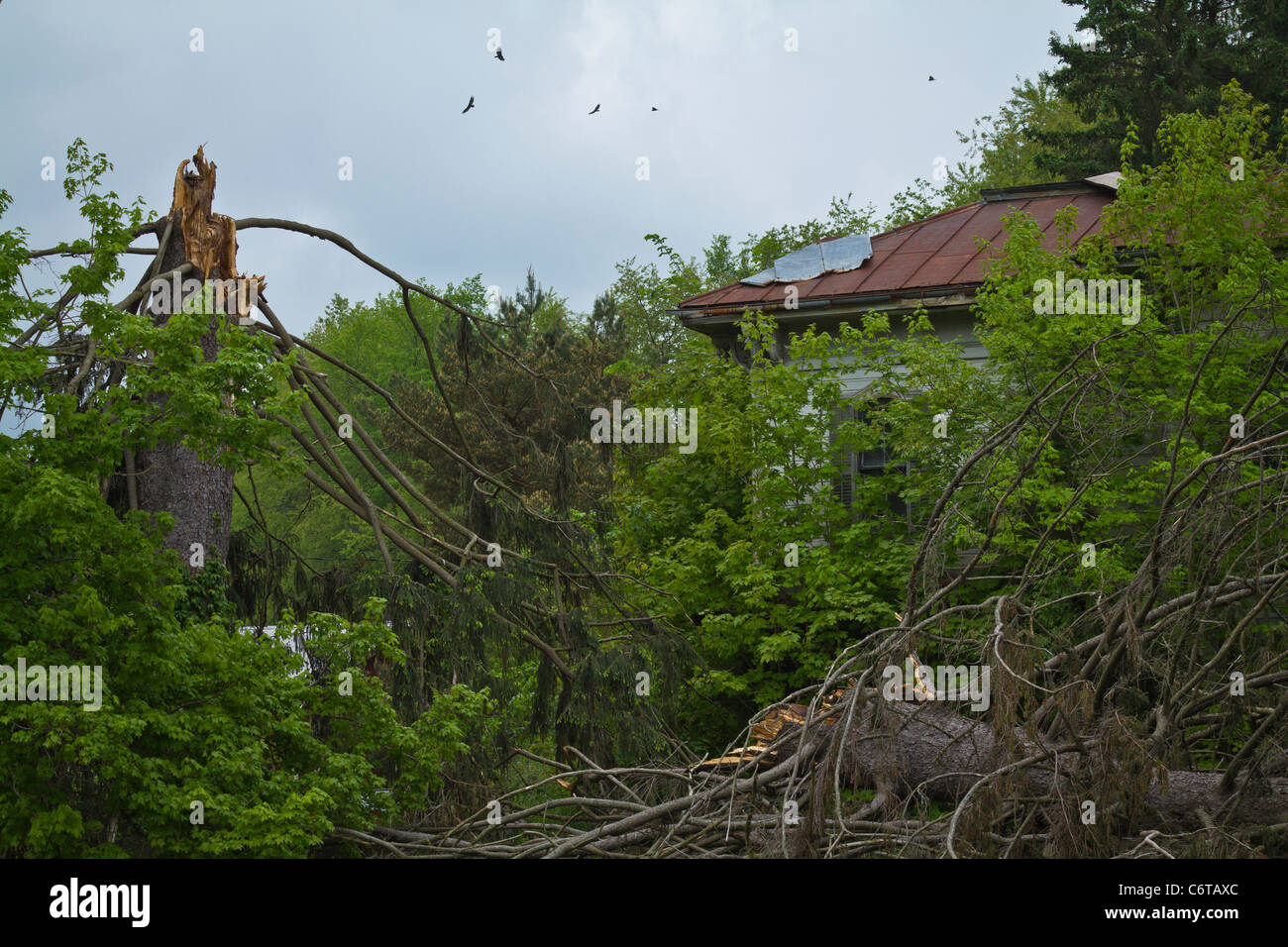 A tree struck by lightning striking in USA hi-res Stock Photo - Alamy