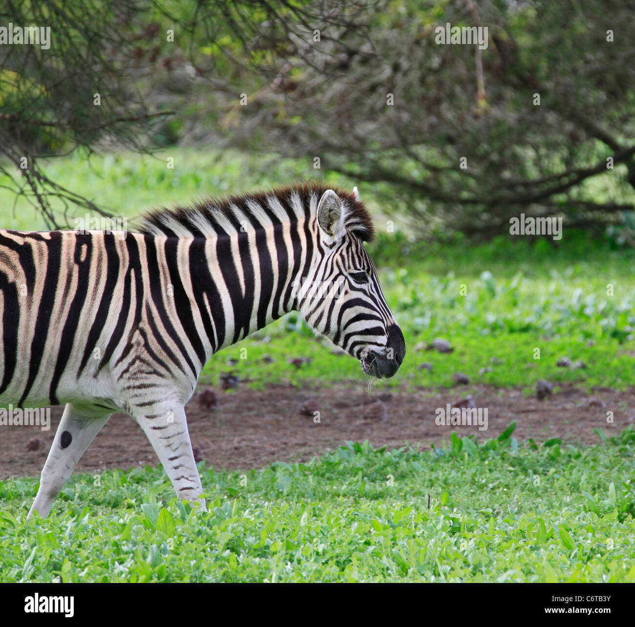 Zebra, (Equus burchellii) in Tygerberg Zoo near Cape Town, South Africa ...