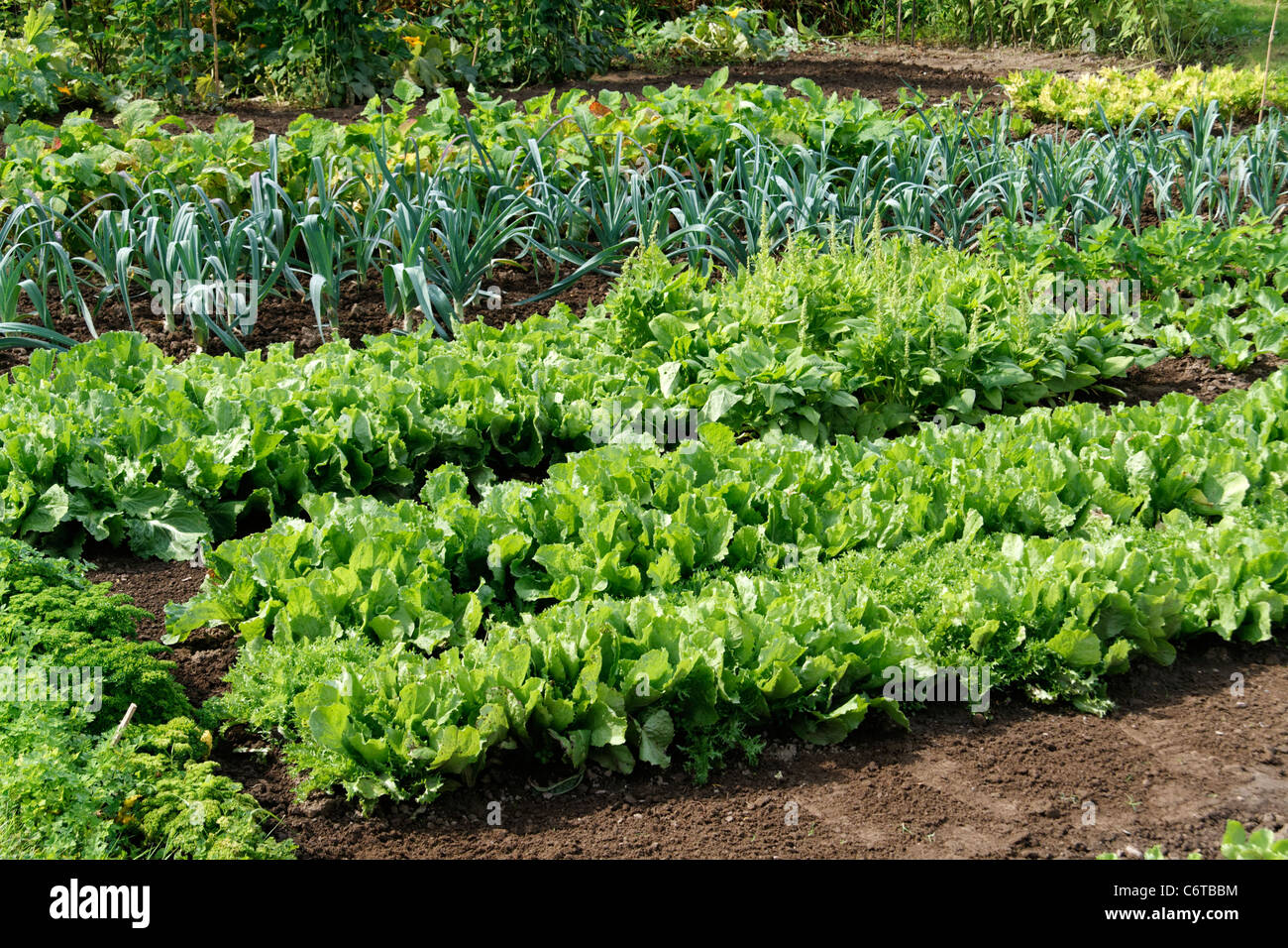 Vegetable beds : salads (chicory escarole, curly endive ), spinach ...