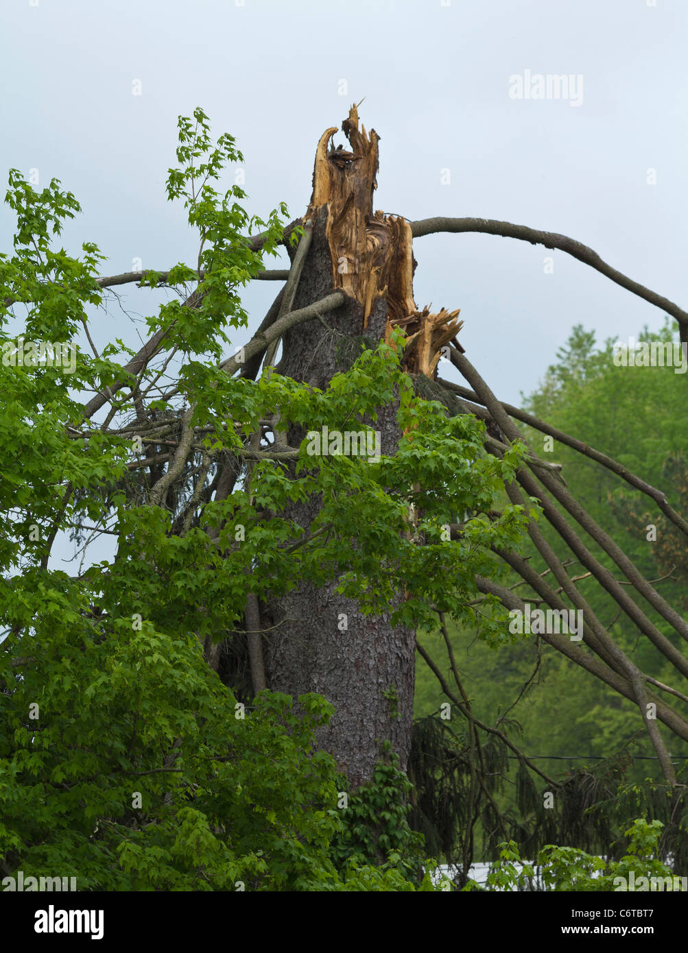 A tree struck by lightning striking in USA hi-res Stock Photo - Alamy