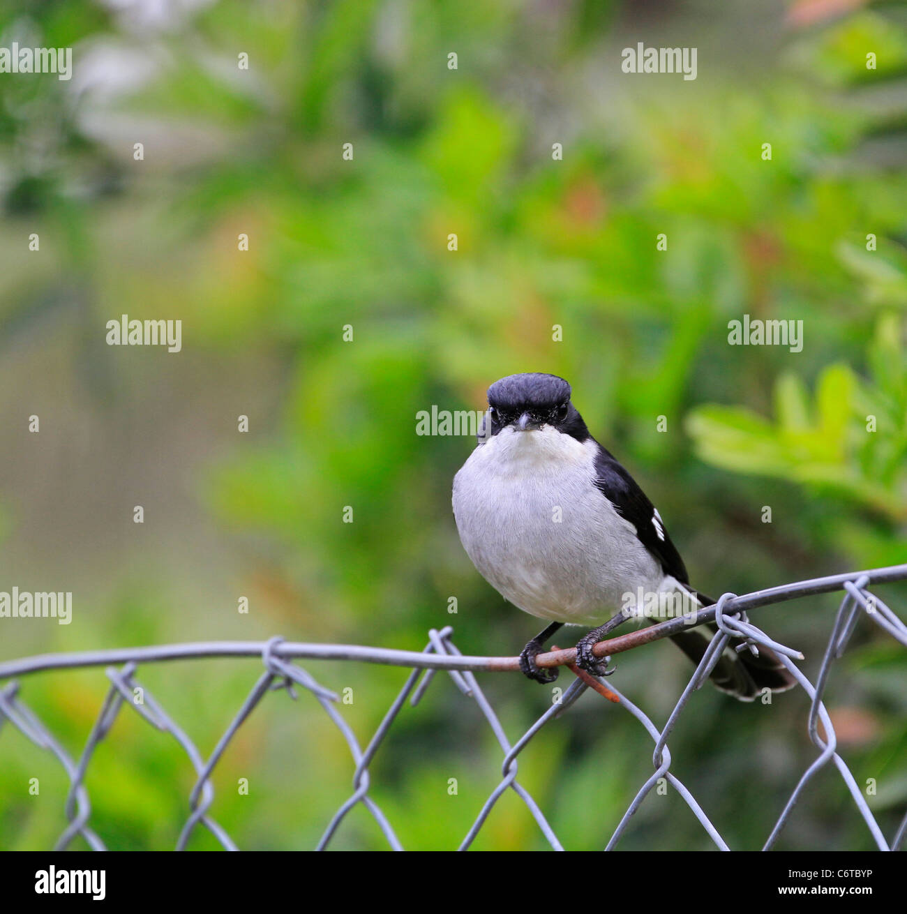 Fiscal Shrike Lanius Collaris Stock Photos & Fiscal Shrike Lanius ...