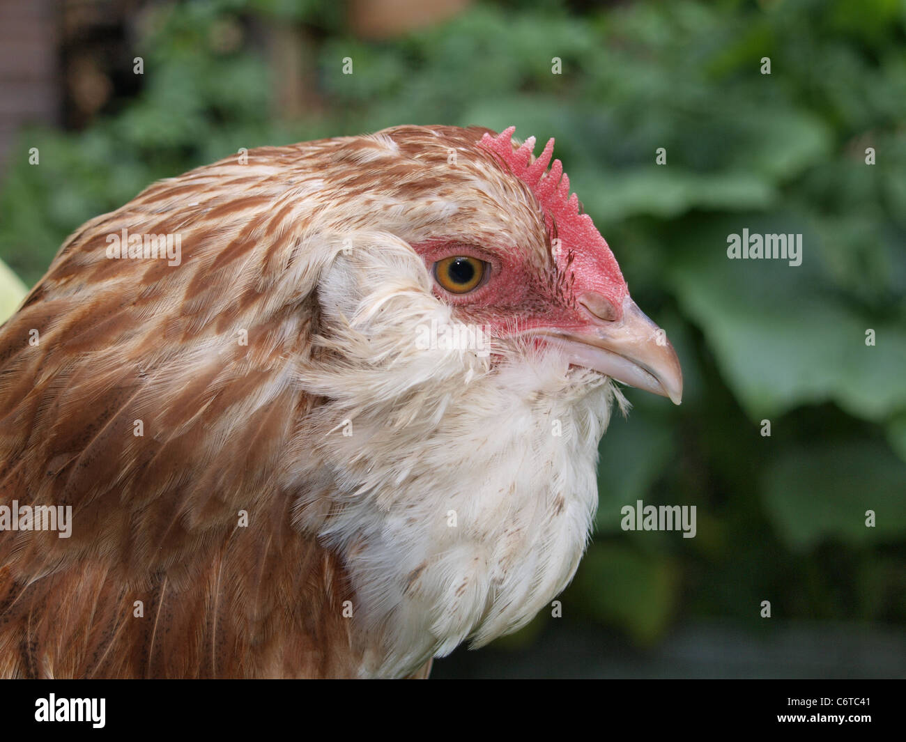 French chicken breed hi-res stock photography and images - Alamy