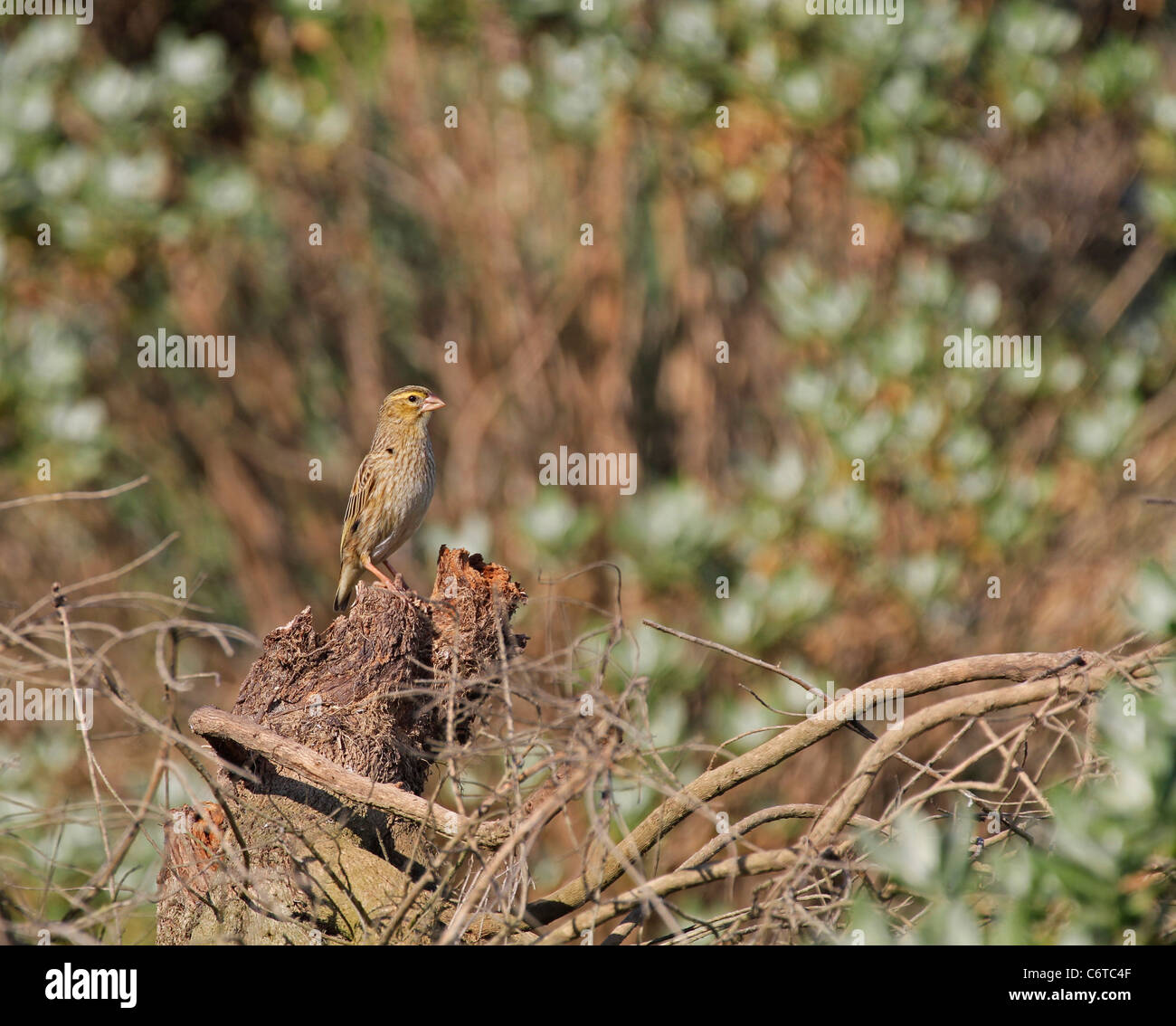 Female juvenile Southern Red Bishop or Red Bishop (Euplectes orix) bird ...
