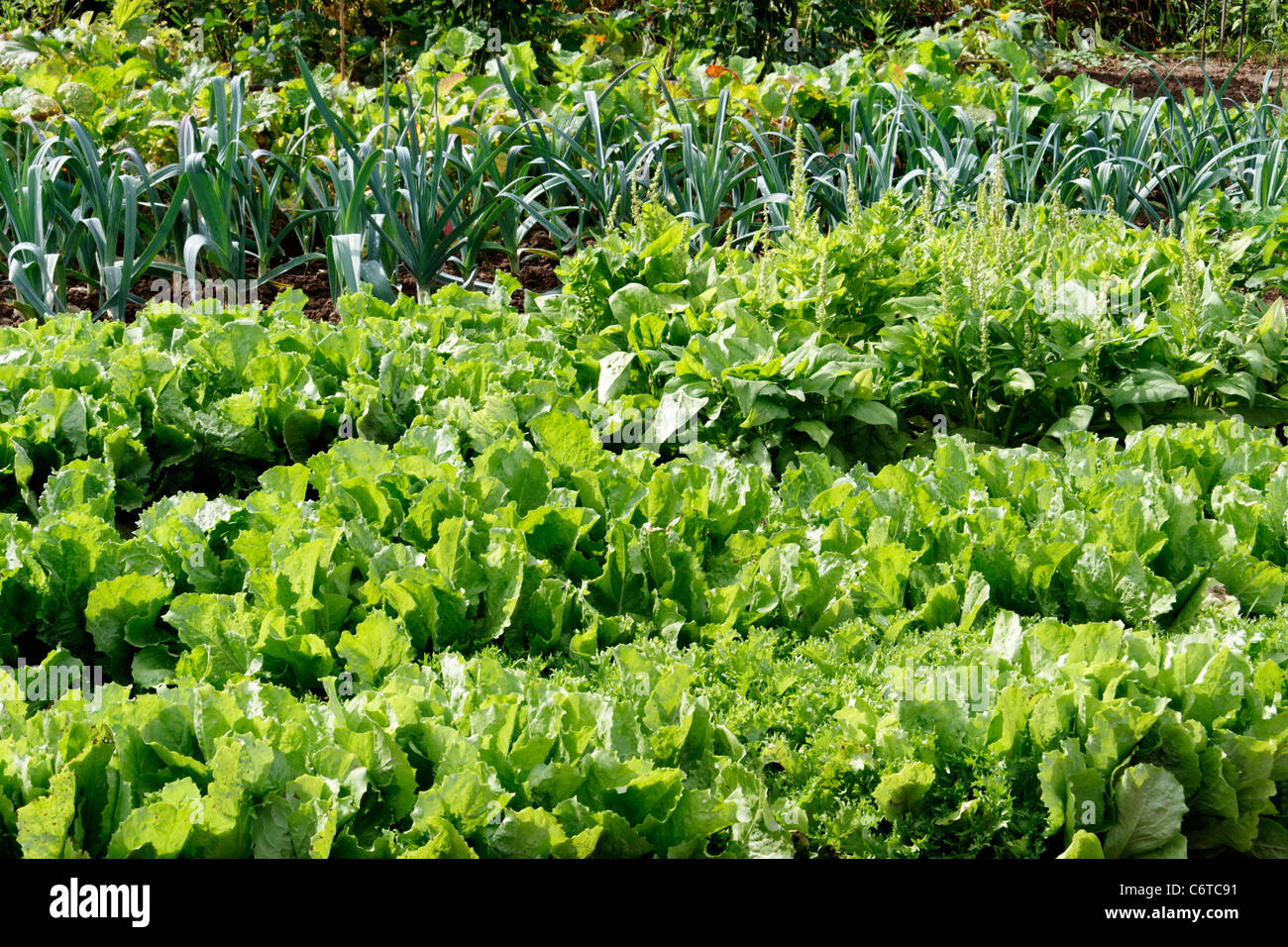 Endive chicory cichorium endivia hi-res stock photography and images ...