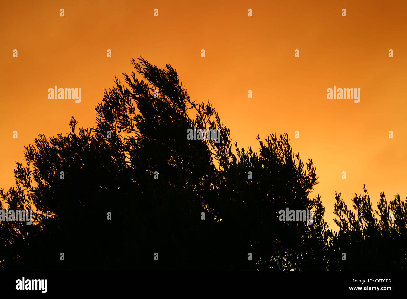 Sunset colored smoke and Olive tree Stock Photo - Alamy