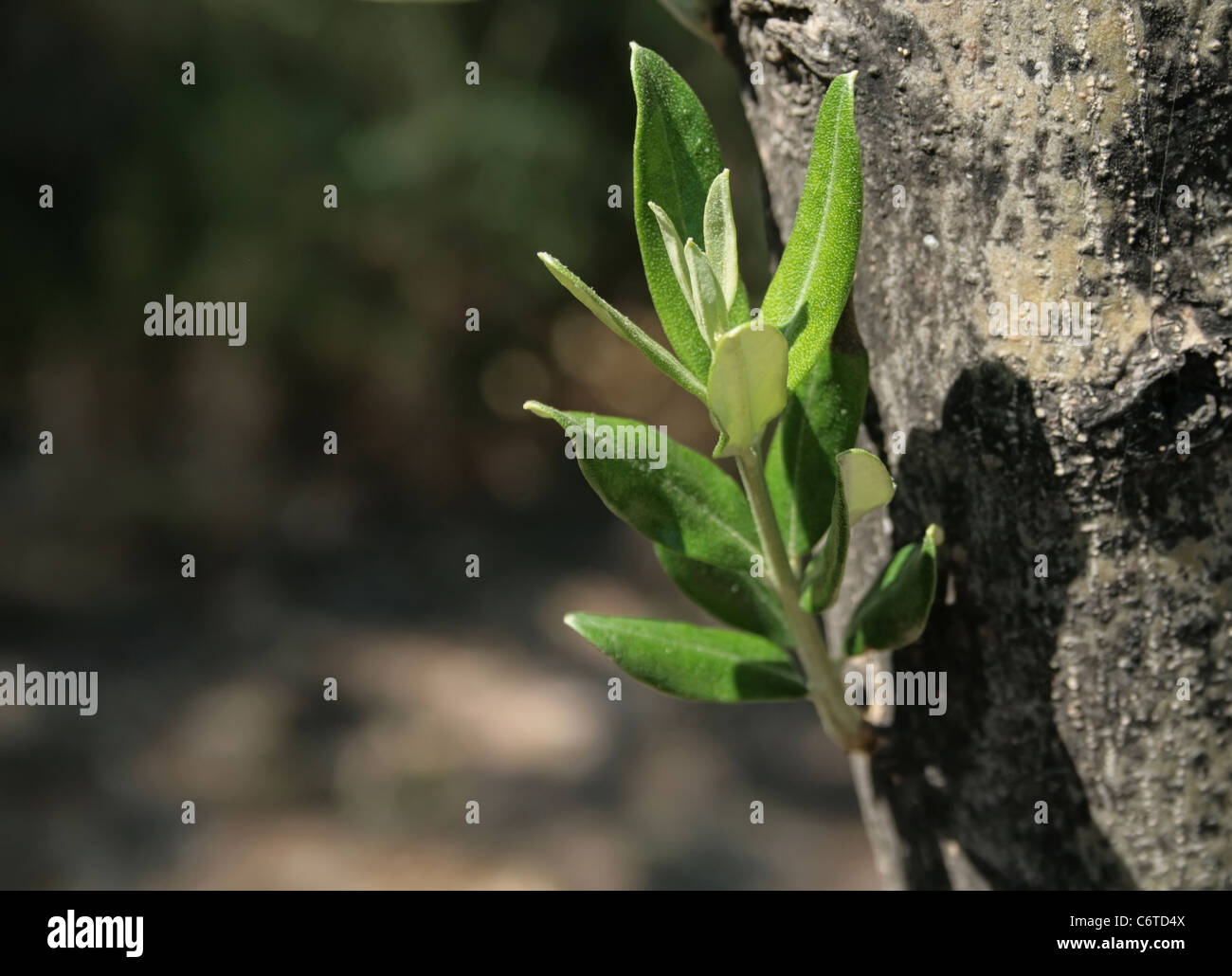 Olive tree bark hi-res stock photography and images - Alamy