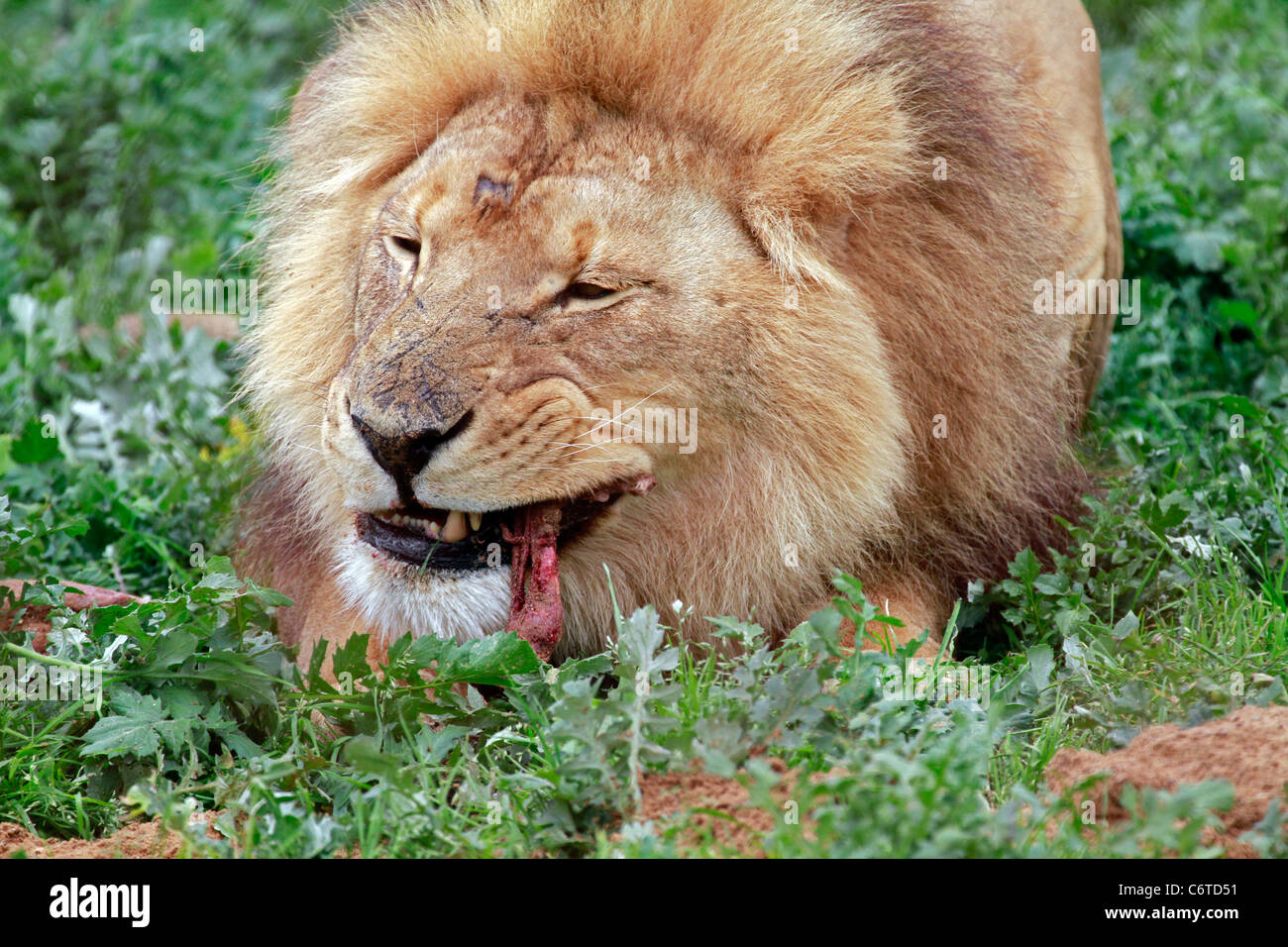 Feeding lion zoo hi-res stock photography and images - Alamy