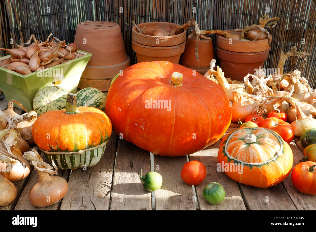 Giraumon cucurbita maxima hi-res stock photography and images - Alamy