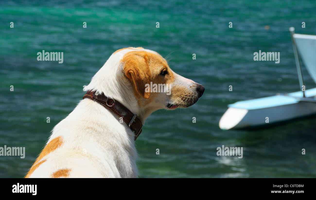 A dog at the beach in Cap Malheureux, Riviere Du Rempart, Mauritius ...