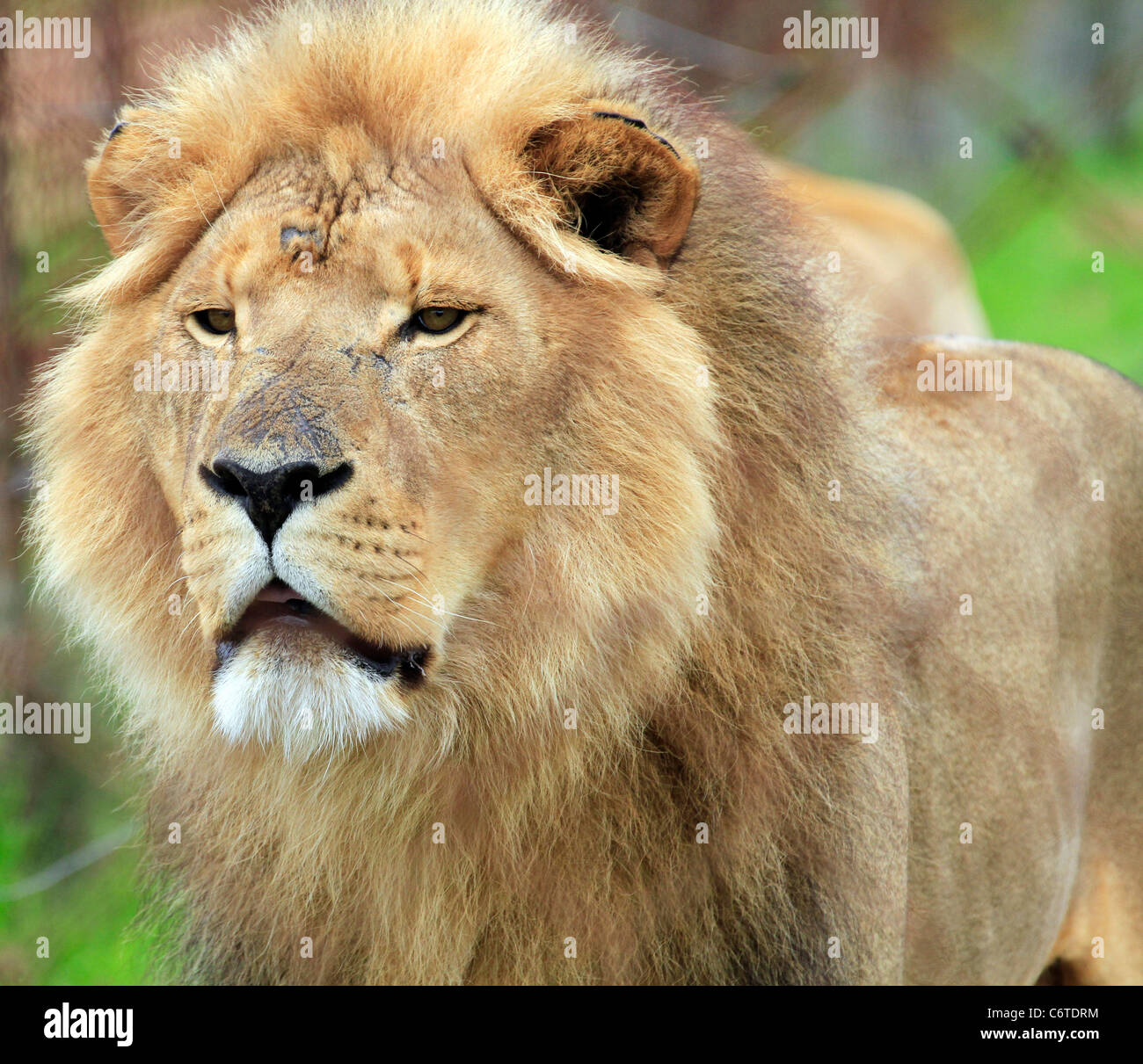 Lion (Panthera leo) in Tygerberg Zoo near Cape Town Stock Photo - Alamy