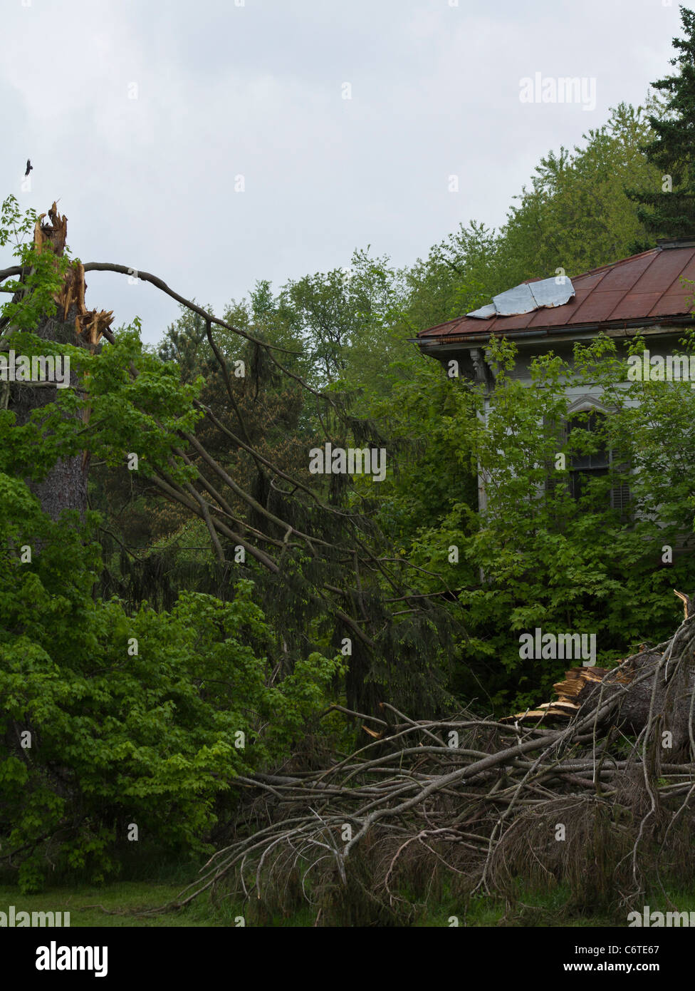 Lightening struck trees hi-res stock photography and images - Alamy