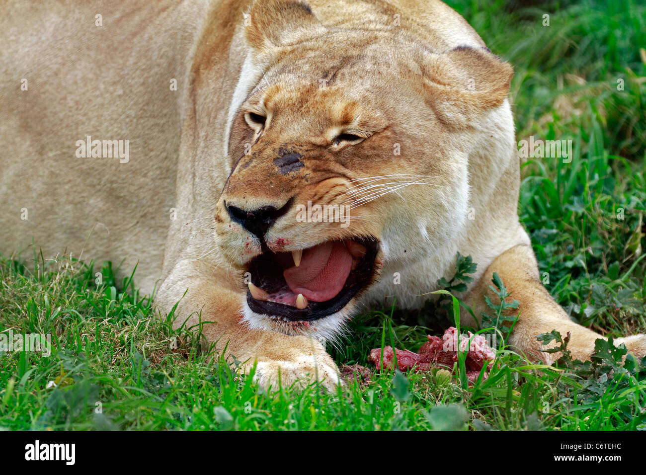 Tygerberg zoo hi-res stock photography and images - Alamy