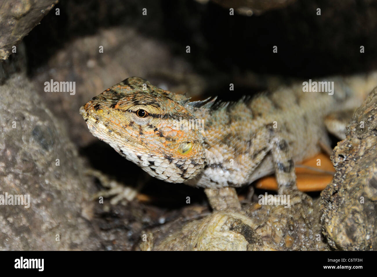 Mauritius animals hi-res stock photography and images - Alamy