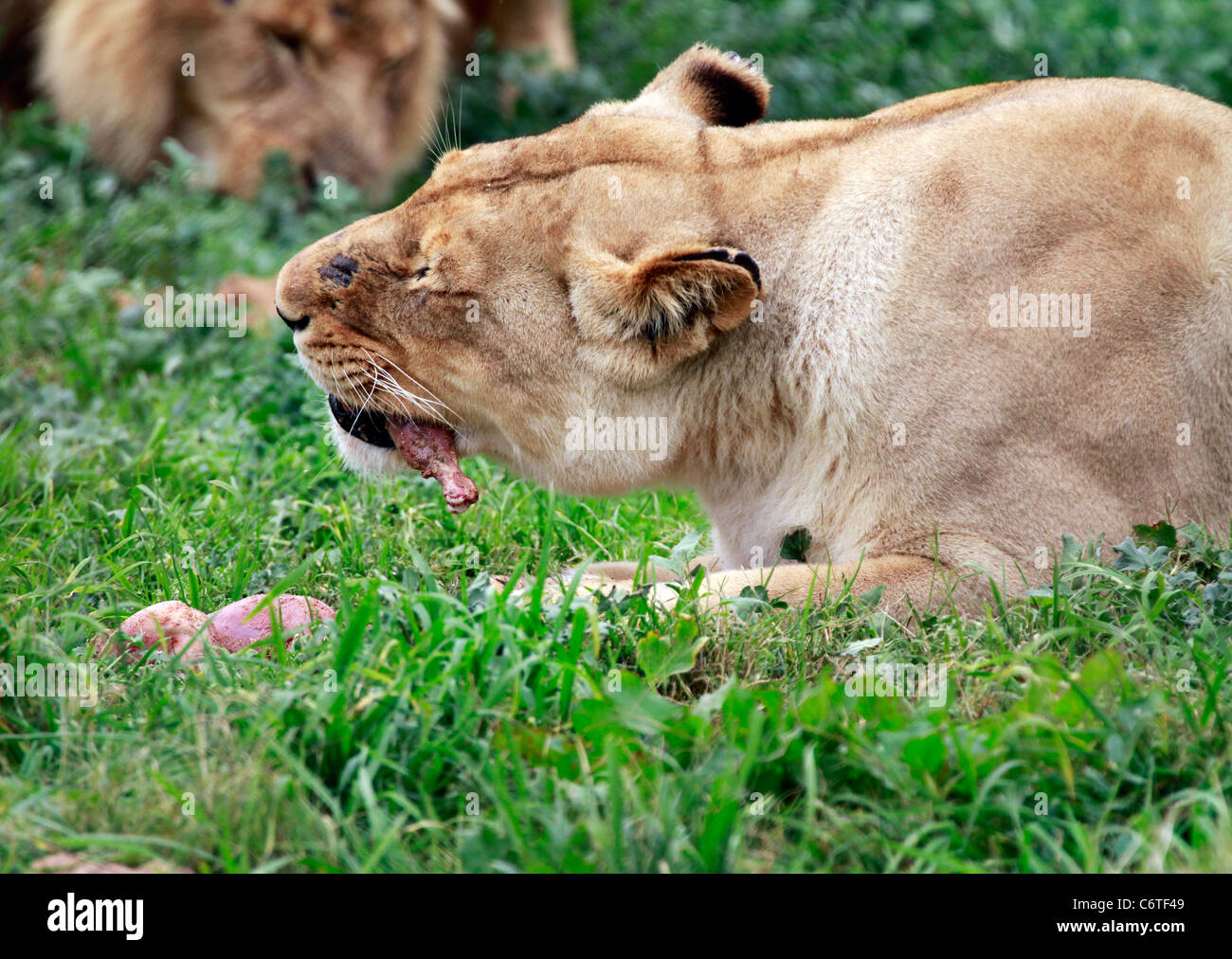 Lioness(Panthera leo) being fed chickens in Tygerberg Zoo near Cape ...