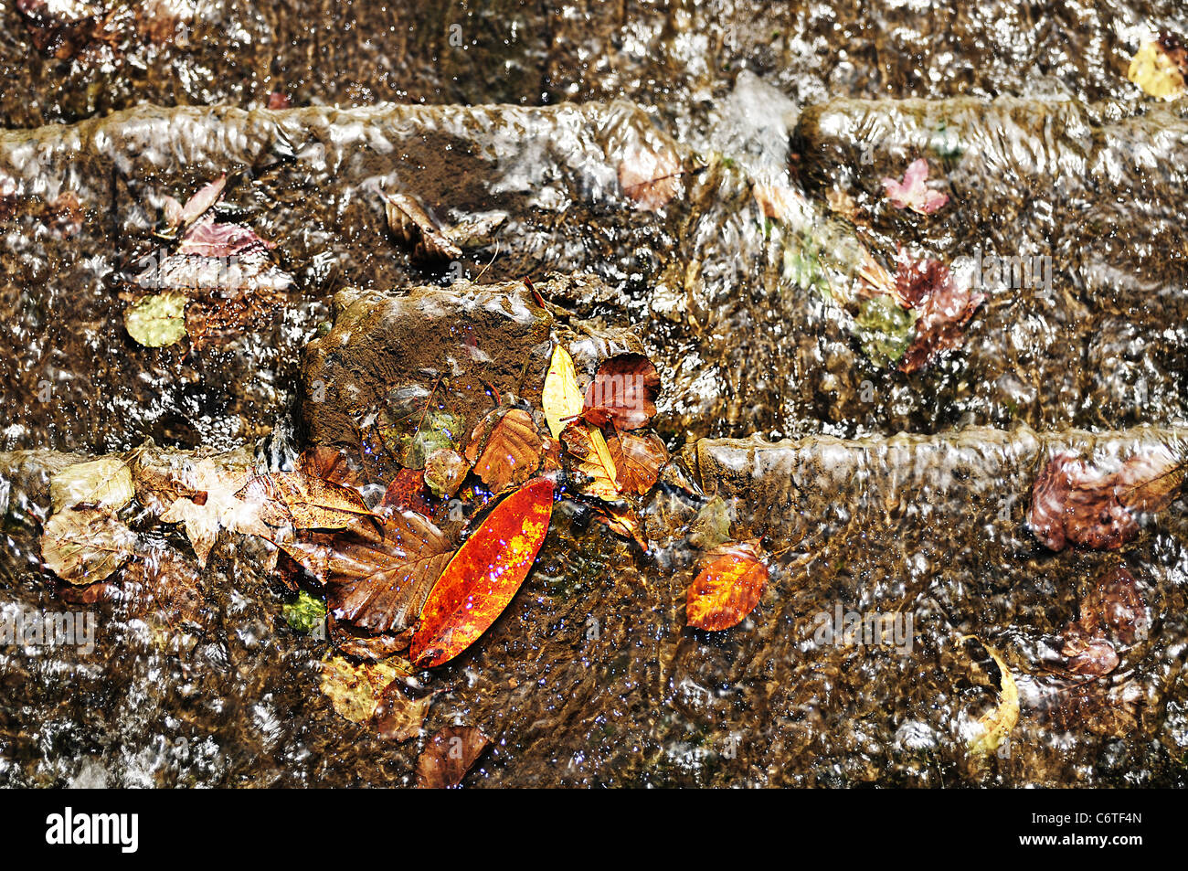Drain water leaf hi-res stock photography and images - Alamy