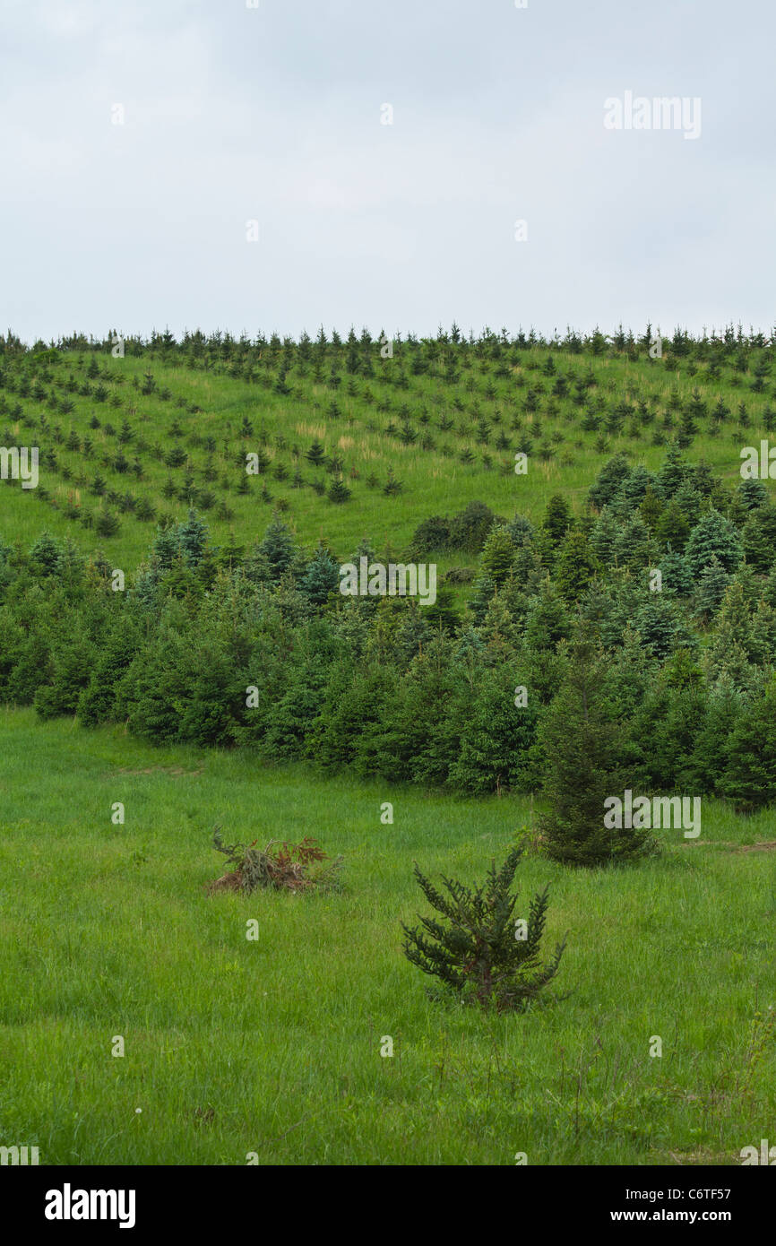 Afforestation tree saplings in the forest beautiful rural landscape ...