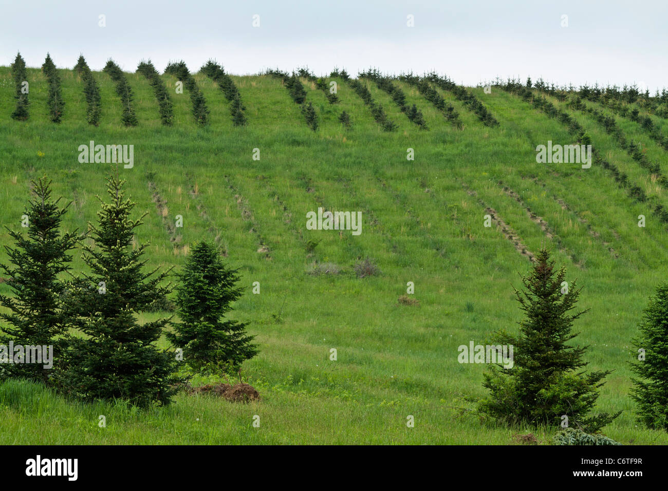Afforestation tree saplings in the forest beautiful rural landscape ...