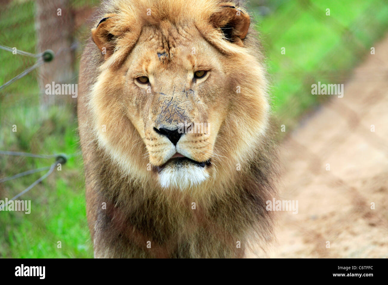 Lion at zoo hi-res stock photography and images - Alamy