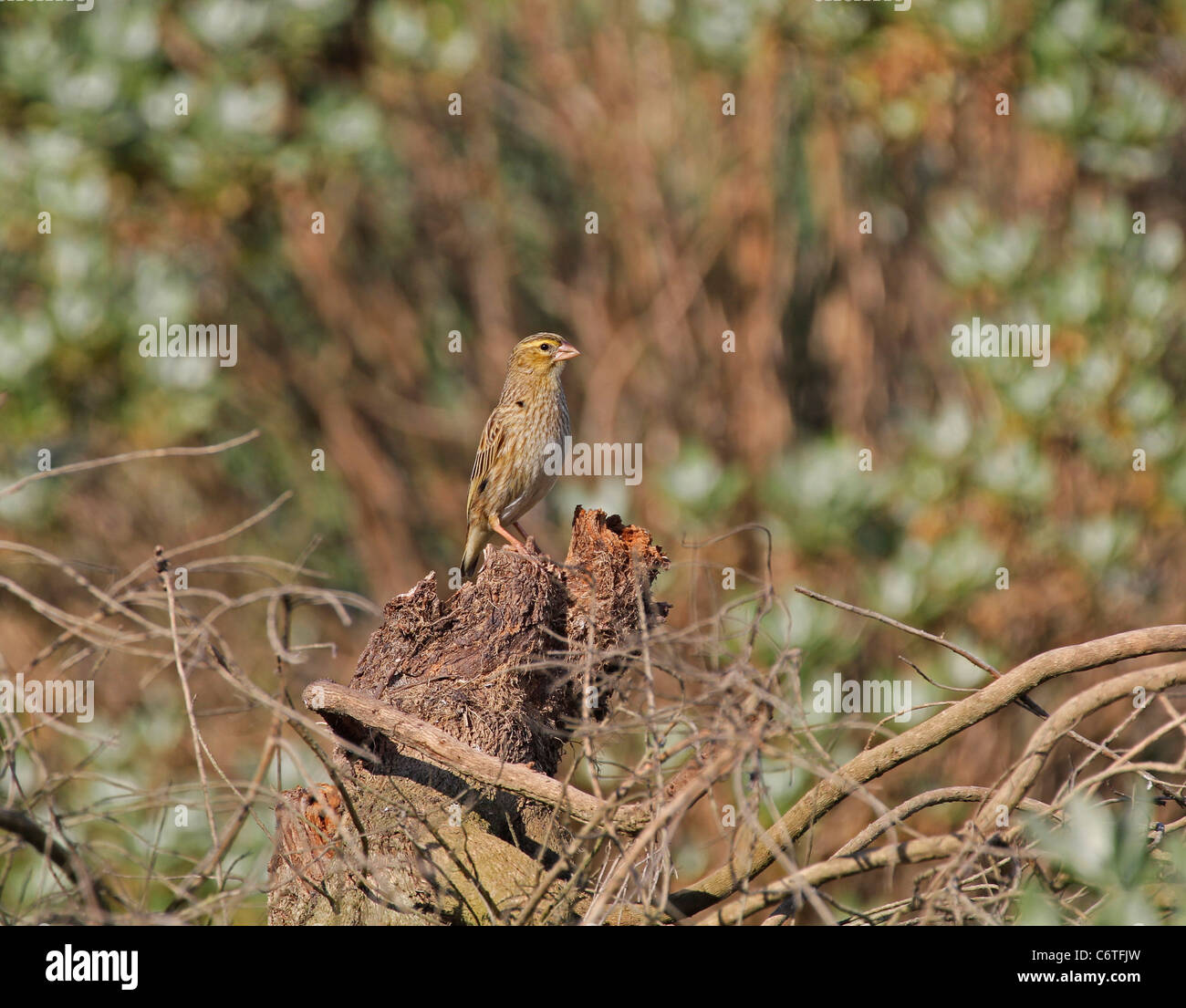 Female juvenile Southern Red Bishop or Red Bishop (Euplectes orix) bird ...