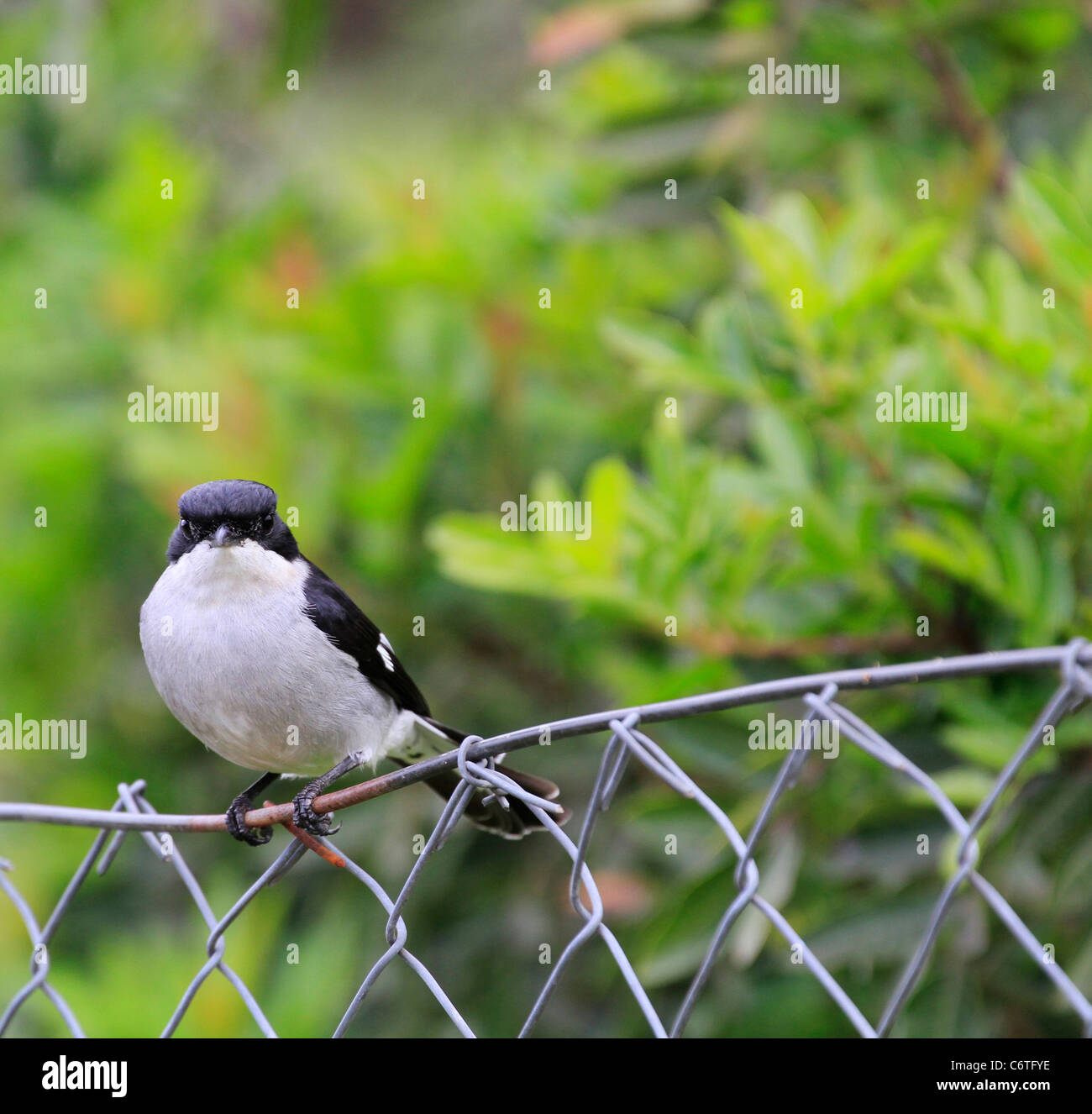 Fiscal Shrike, Southern Fiscal or Common Fiscal (Lanius collaris ...