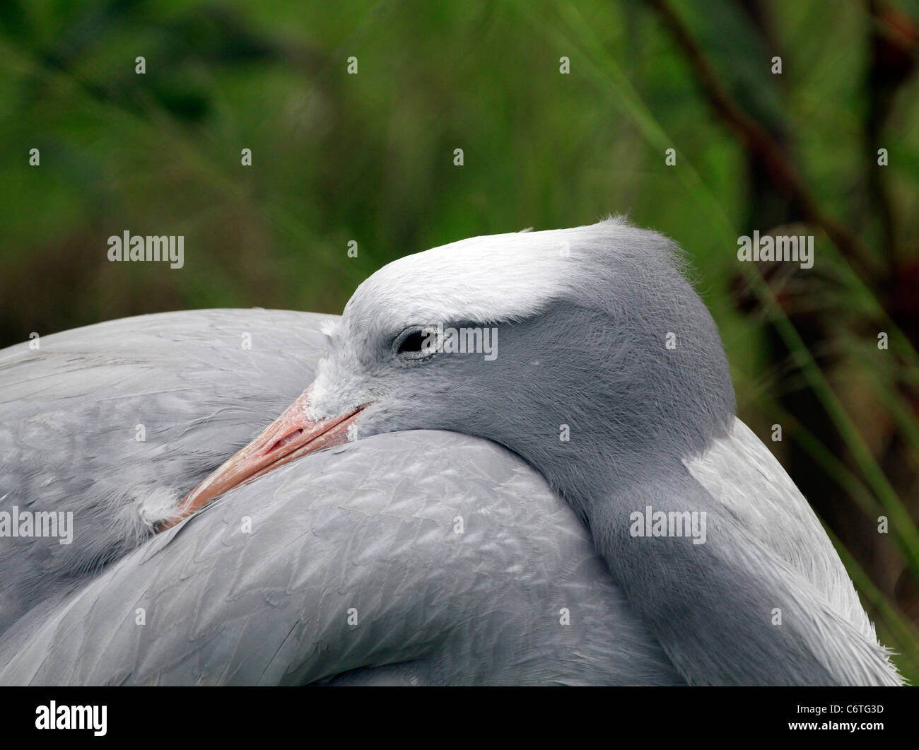 Bird Blue Crane Heads