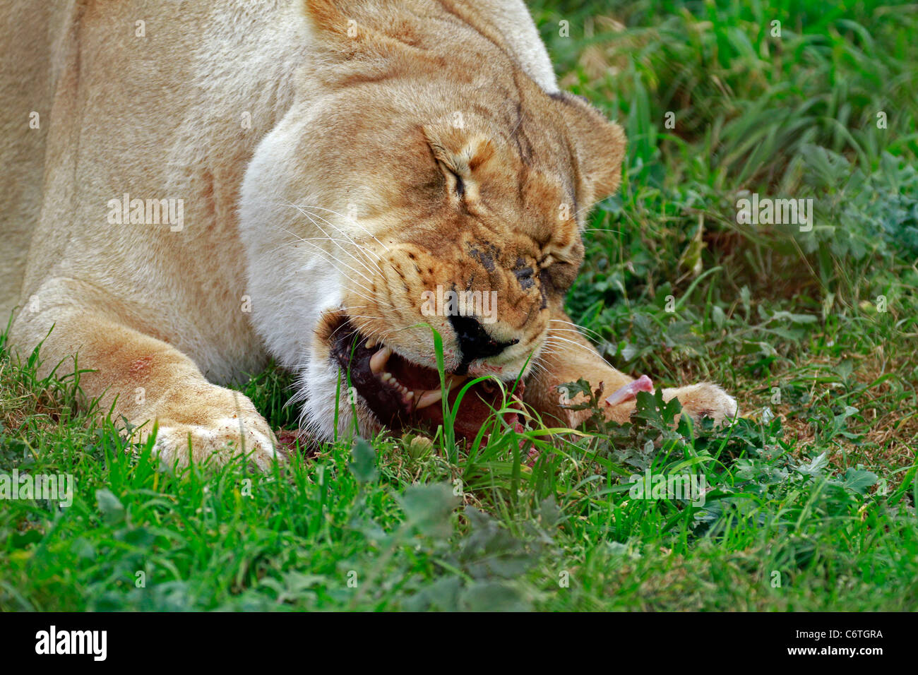 Lioness(Panthera leo) being fed chickens in Tygerberg Zoo near Cape ...