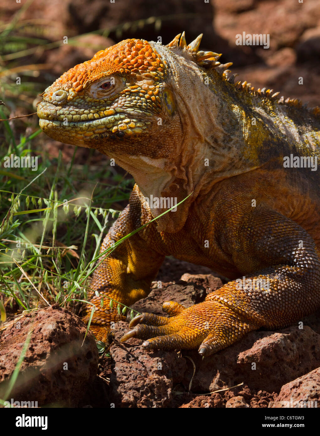 Galapagos Land Iguana, at Cerro Dragon, Santa Cruz Island Stock Photo ...