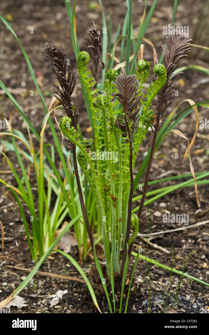 Wild green fern nobody close up from above Stock Photo - Alamy