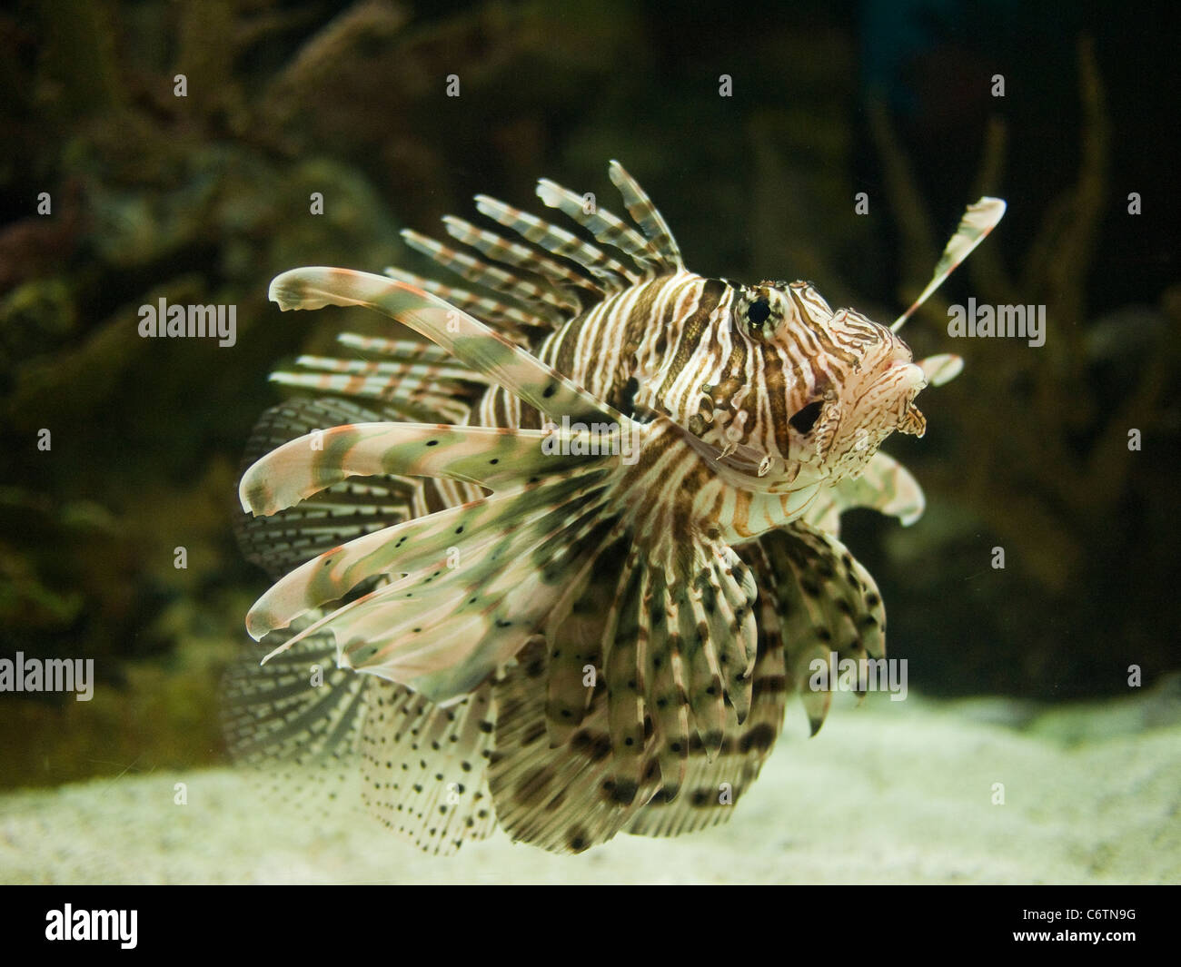 Lionfish spines hi-res stock photography and images - Alamy
