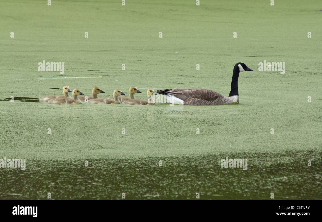 Gosling swimming hi-res stock photography and images - Alamy