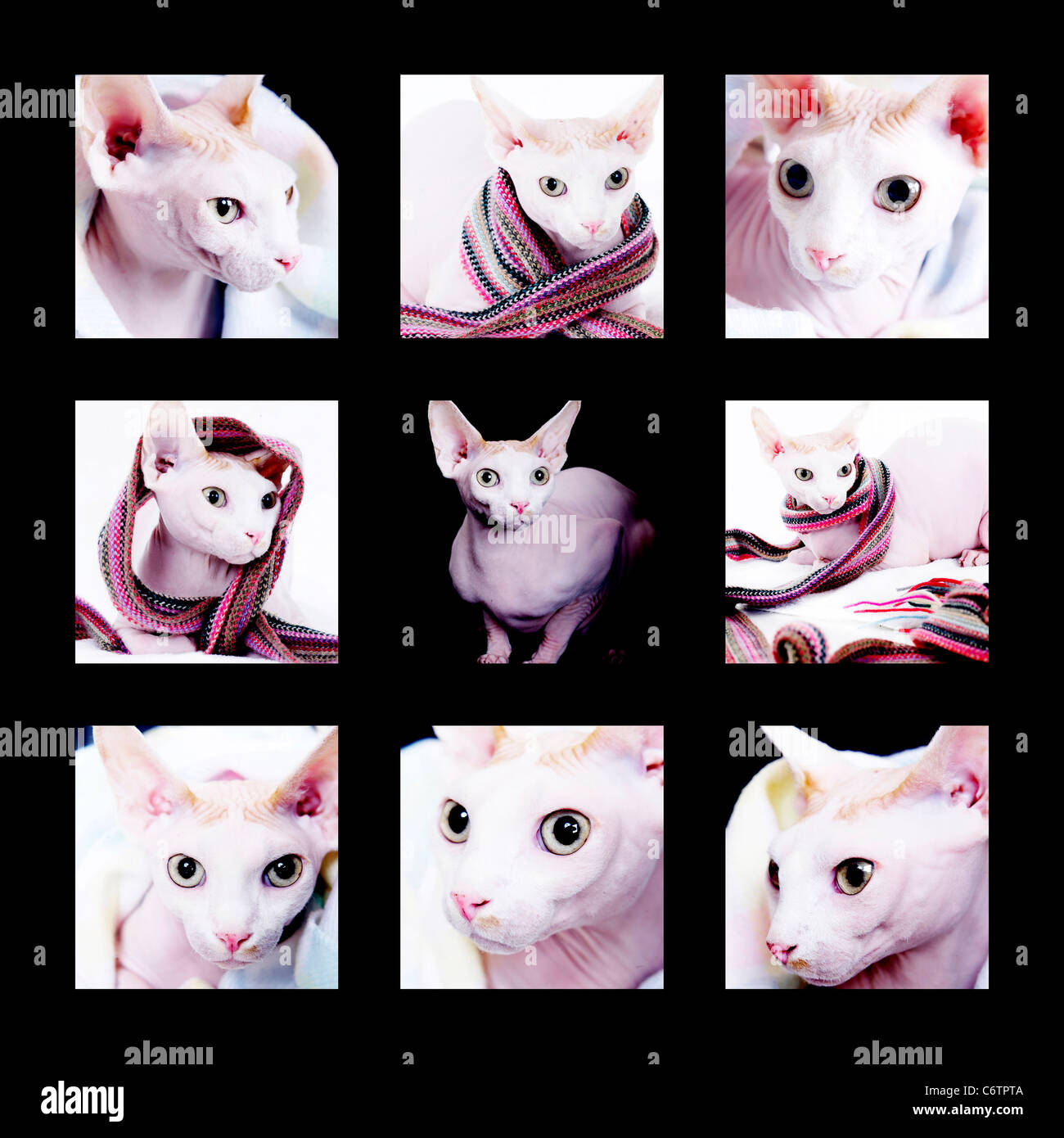 Scrawny cat hi-res stock photography and images - Alamy