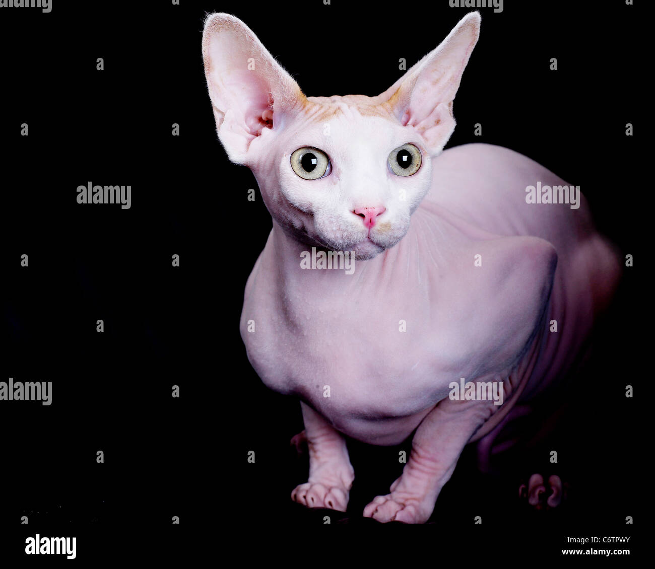 Scrawny hairless cats are in hot demand across the U.K. - as animal ...