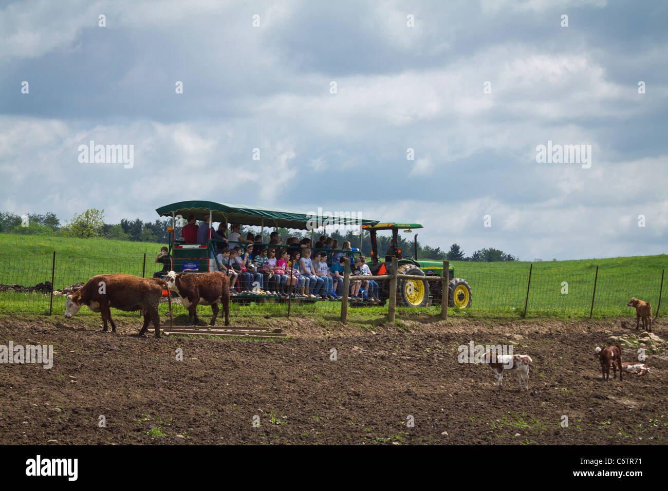 Cattle in muddy field hi-res stock photography and images - Alamy