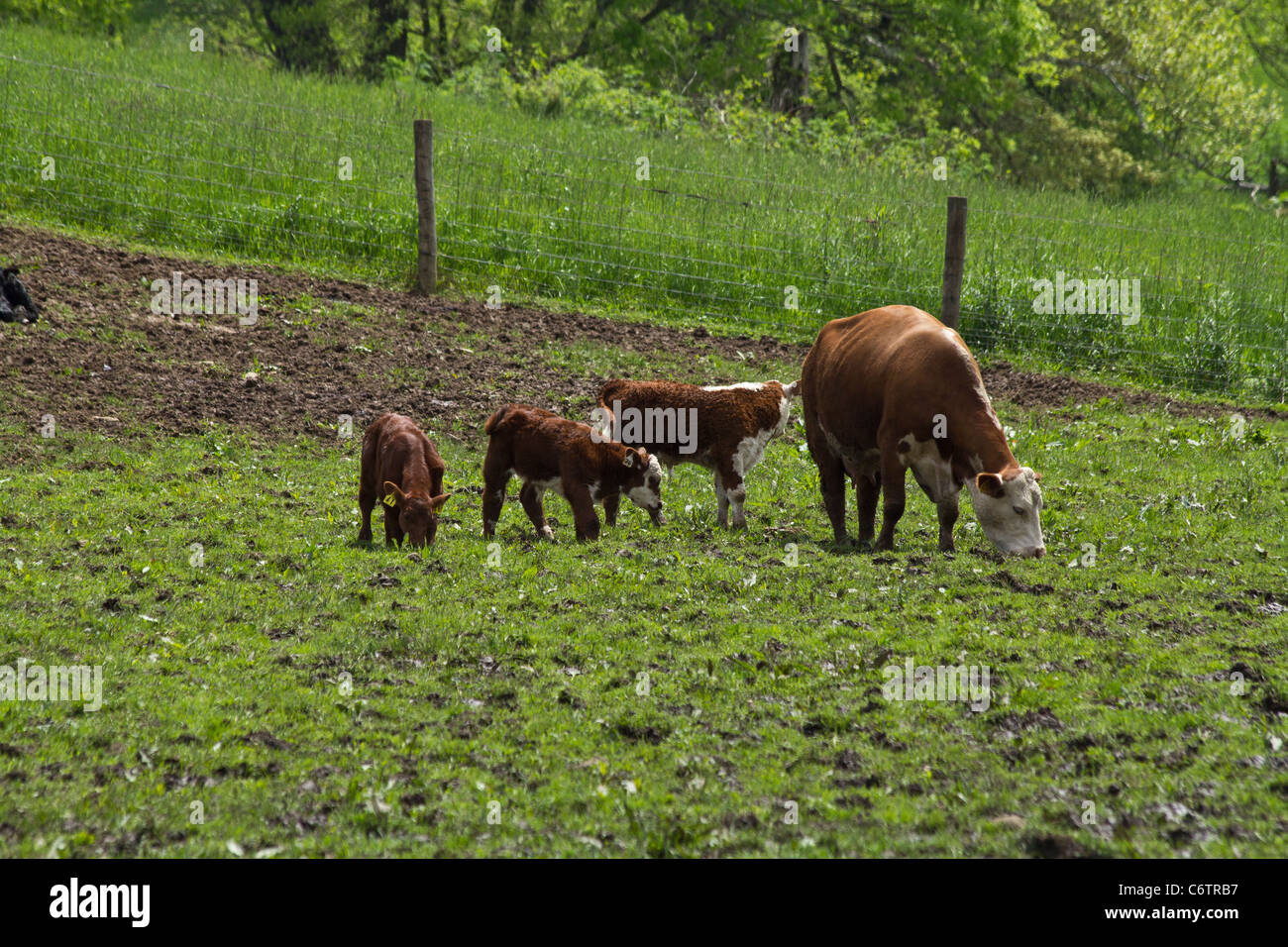 Countyside landscapeThe Muddy farmyard from above herd of cows farming ...