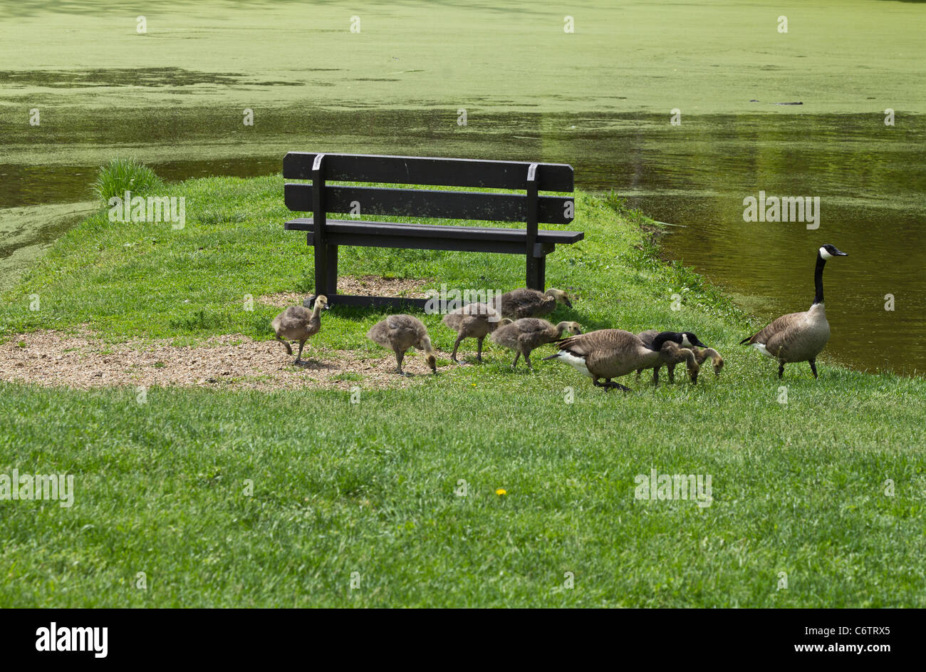 The flock canada goose with goslings in the beautiful Spring rural ...