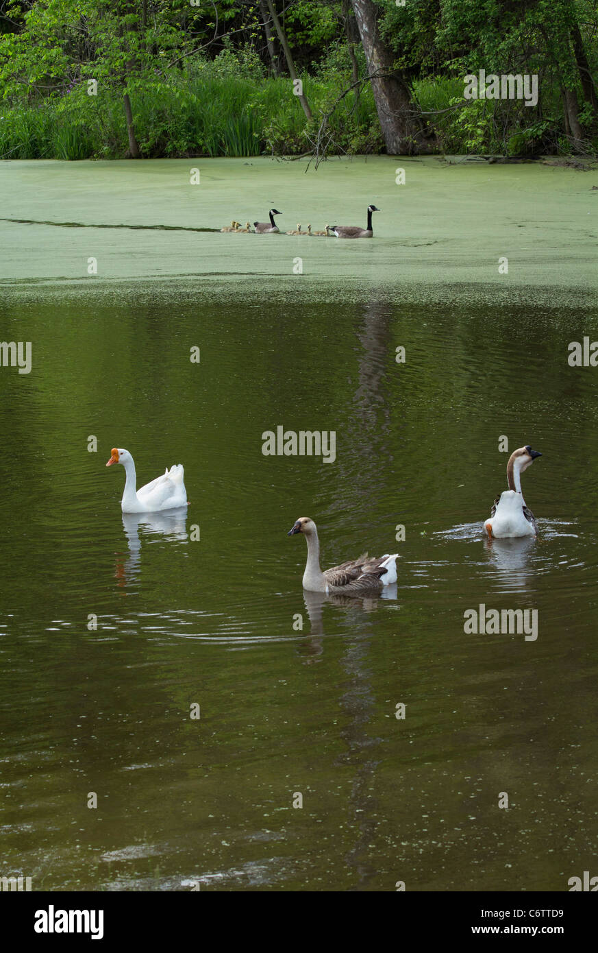 White goose hi hi-res stock photography and images - Alamy