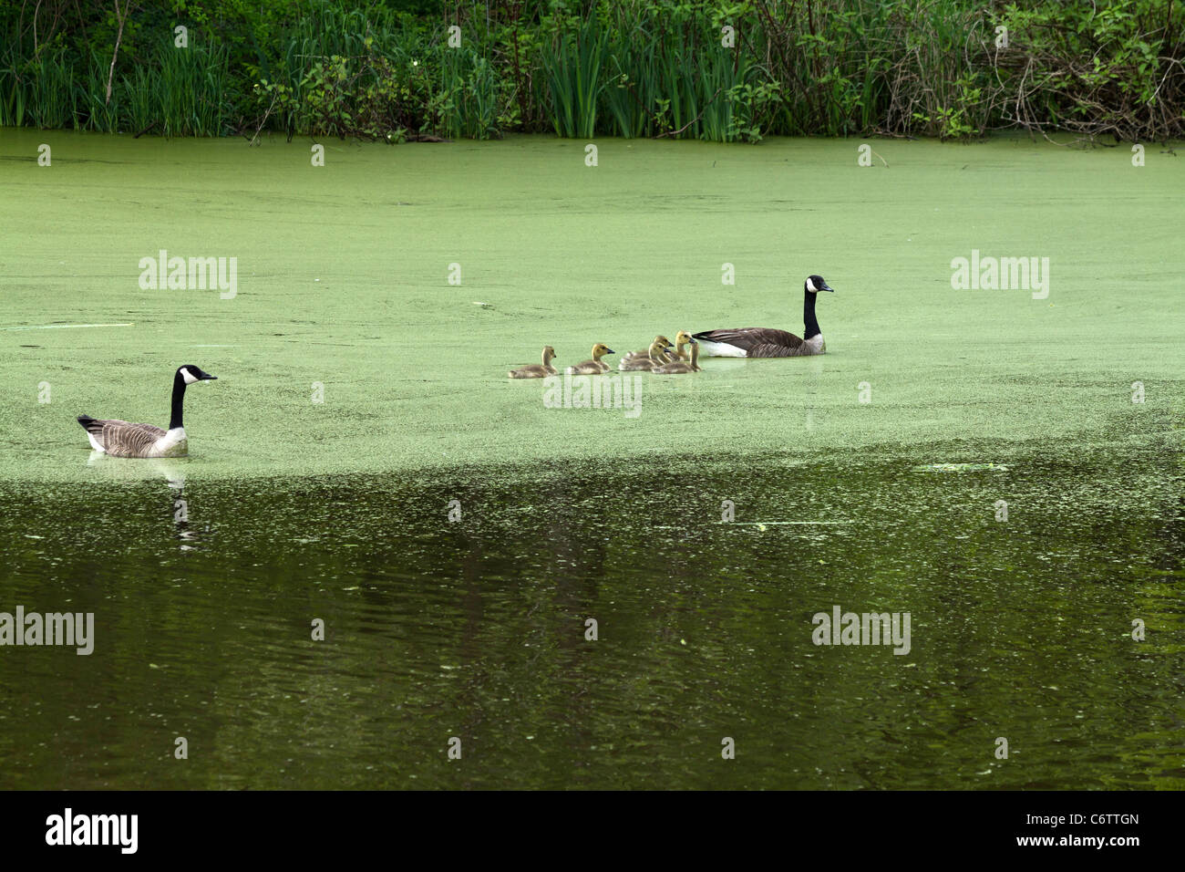 The flock of canada goose with goslings in the beautiful rural ...