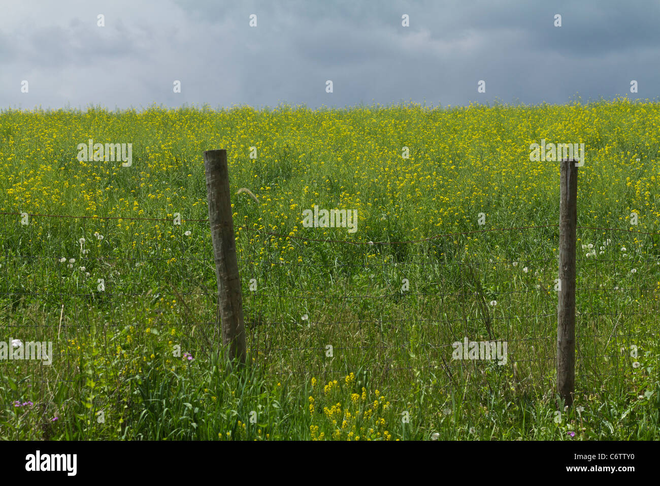 White Mustard Sinapis Alba flowers beautiful rural landscape outside ...