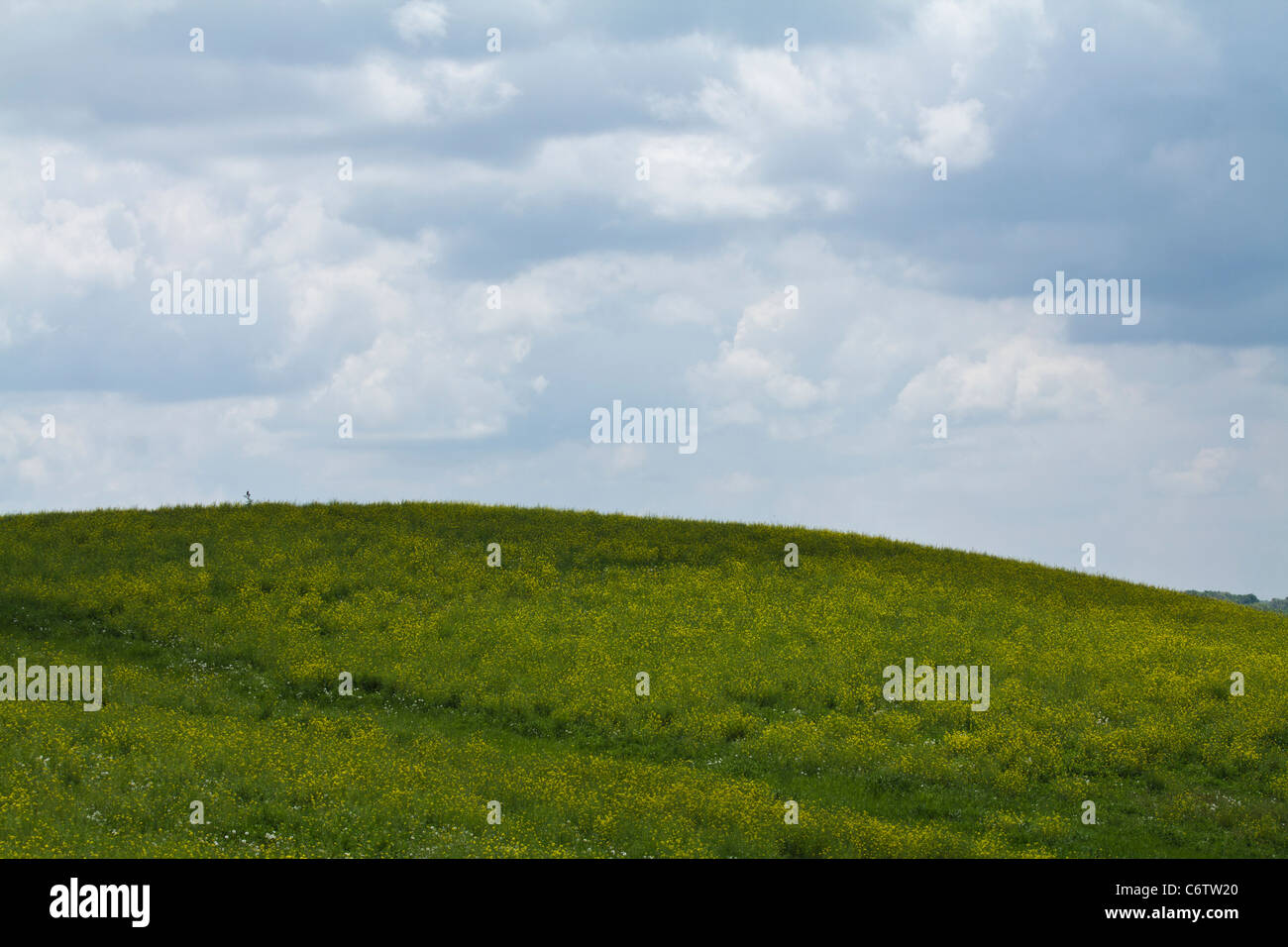 White Mustard Sinapis Alba flowers beautiful rural landscape outside ...