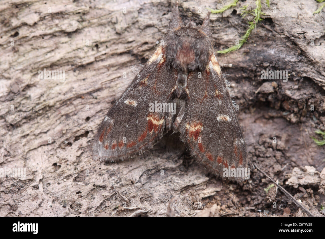 Iron Prominent Moth, Notodonta dromedarius Stock Photo - Alamy
