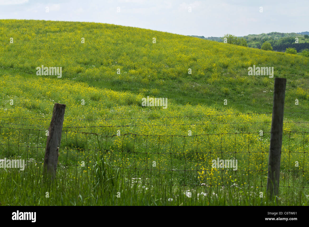 White Mustard Sinapis Alba flowers beautiful rural landscape outside ...