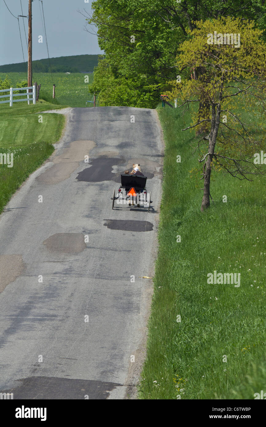A Amish woman driving a open horse buggy on the country road in green ...