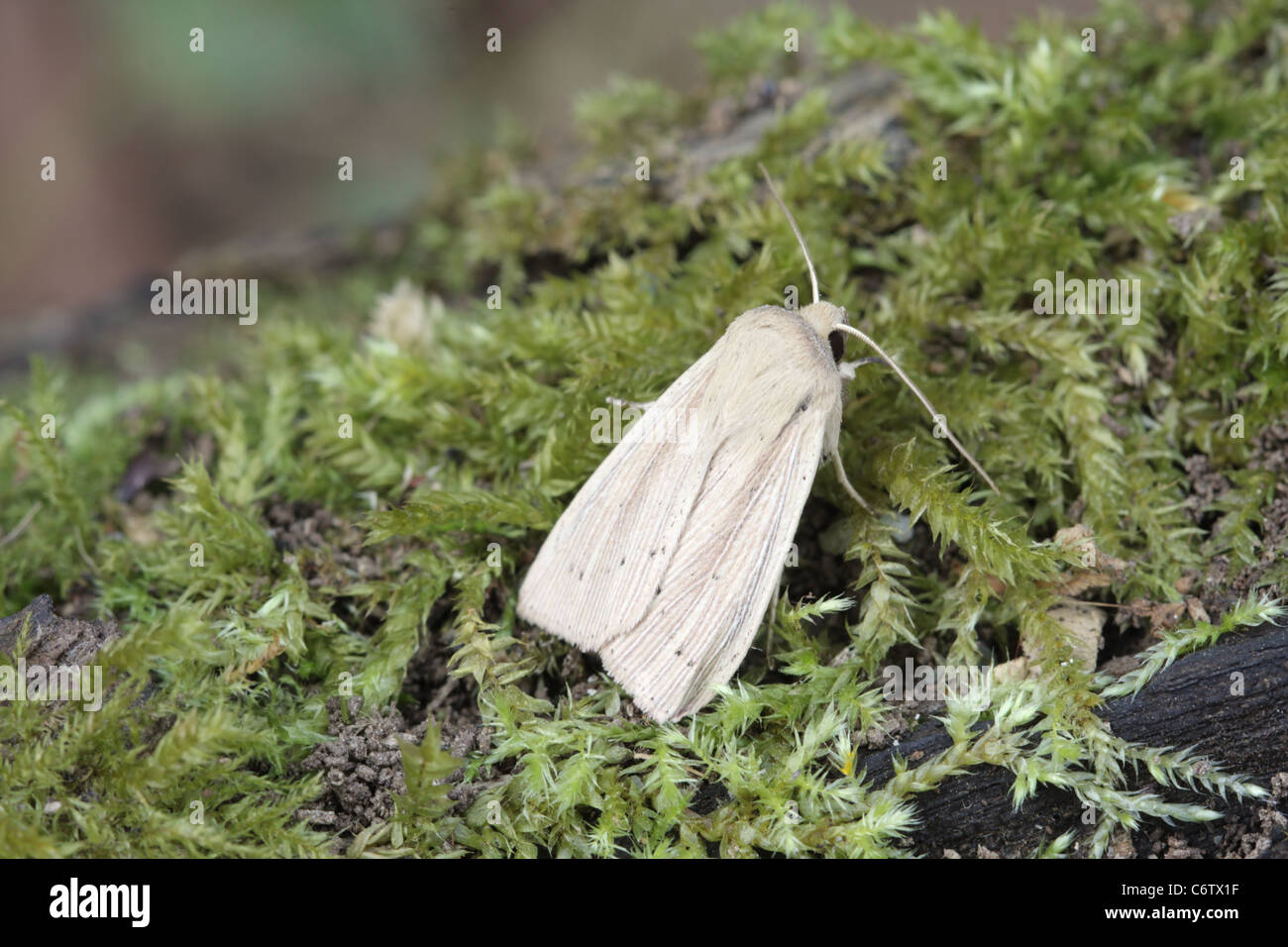 Southern Wainscot Mythimna straminea moth Stock Photo - Alamy