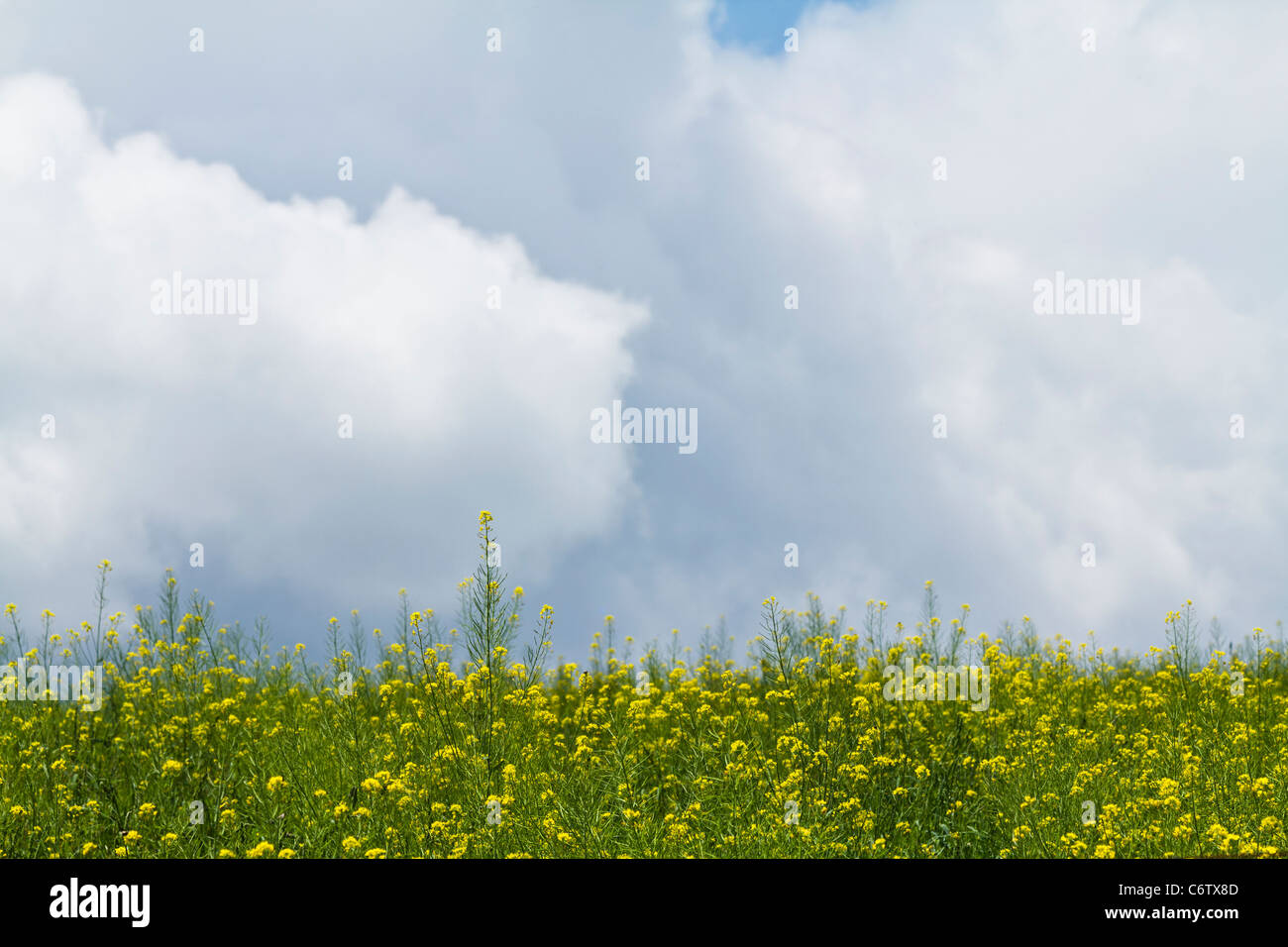 Close up of the field White Mustard.beautuful landscape skies outside ...
