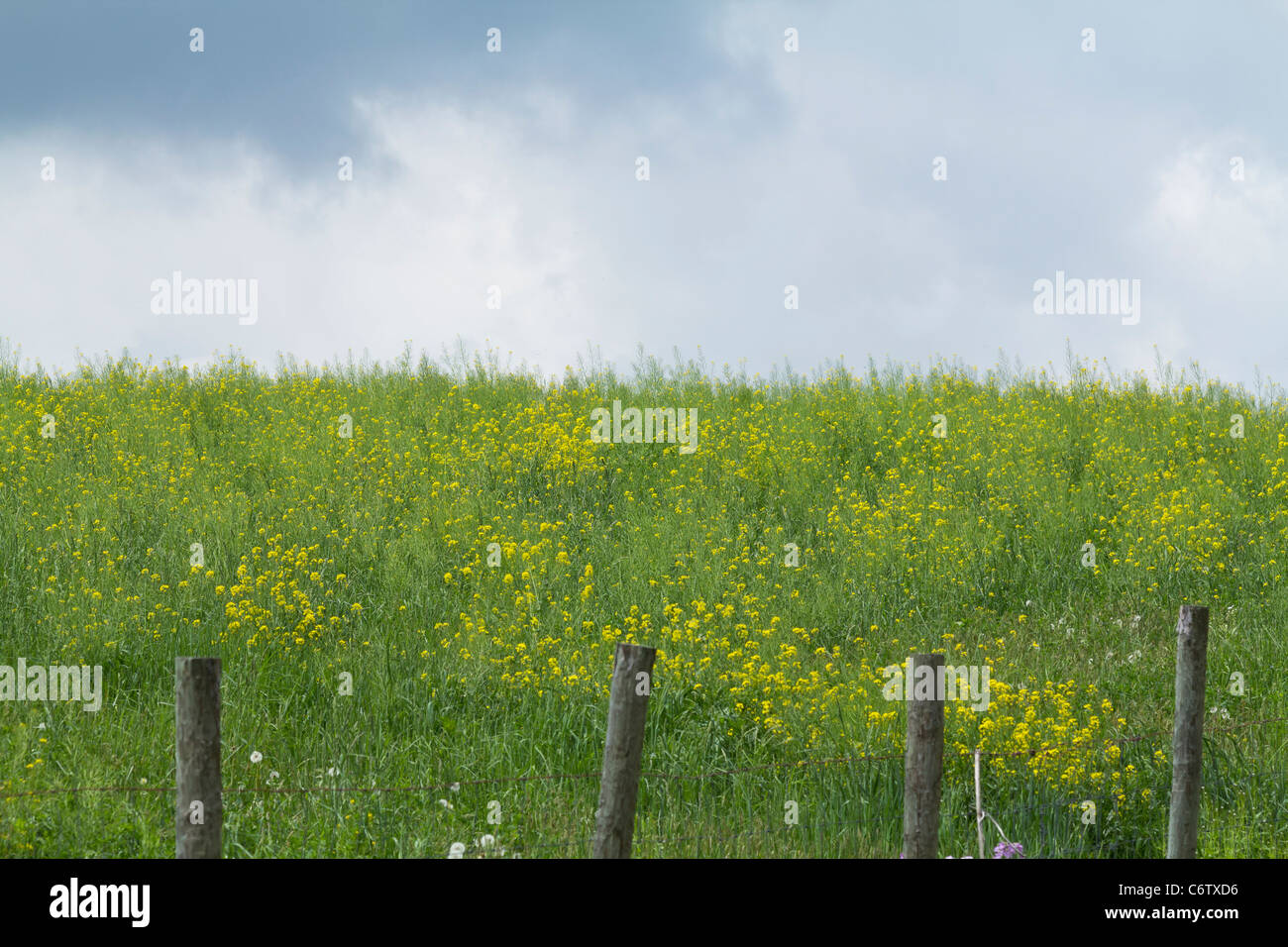 Alba hi res hi-res stock photography and images - Alamy